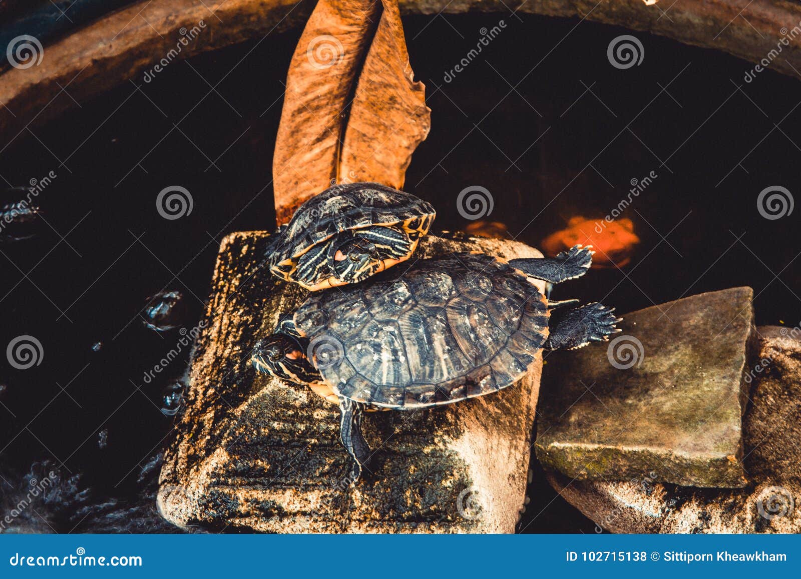 Japanese turtles in a pond stock photo. Image of nature - 102715138