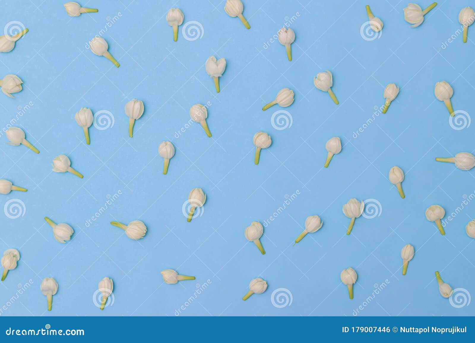 Beautiful Jasmine Blue Background.Beautiful White Jasmine Flowers on ...