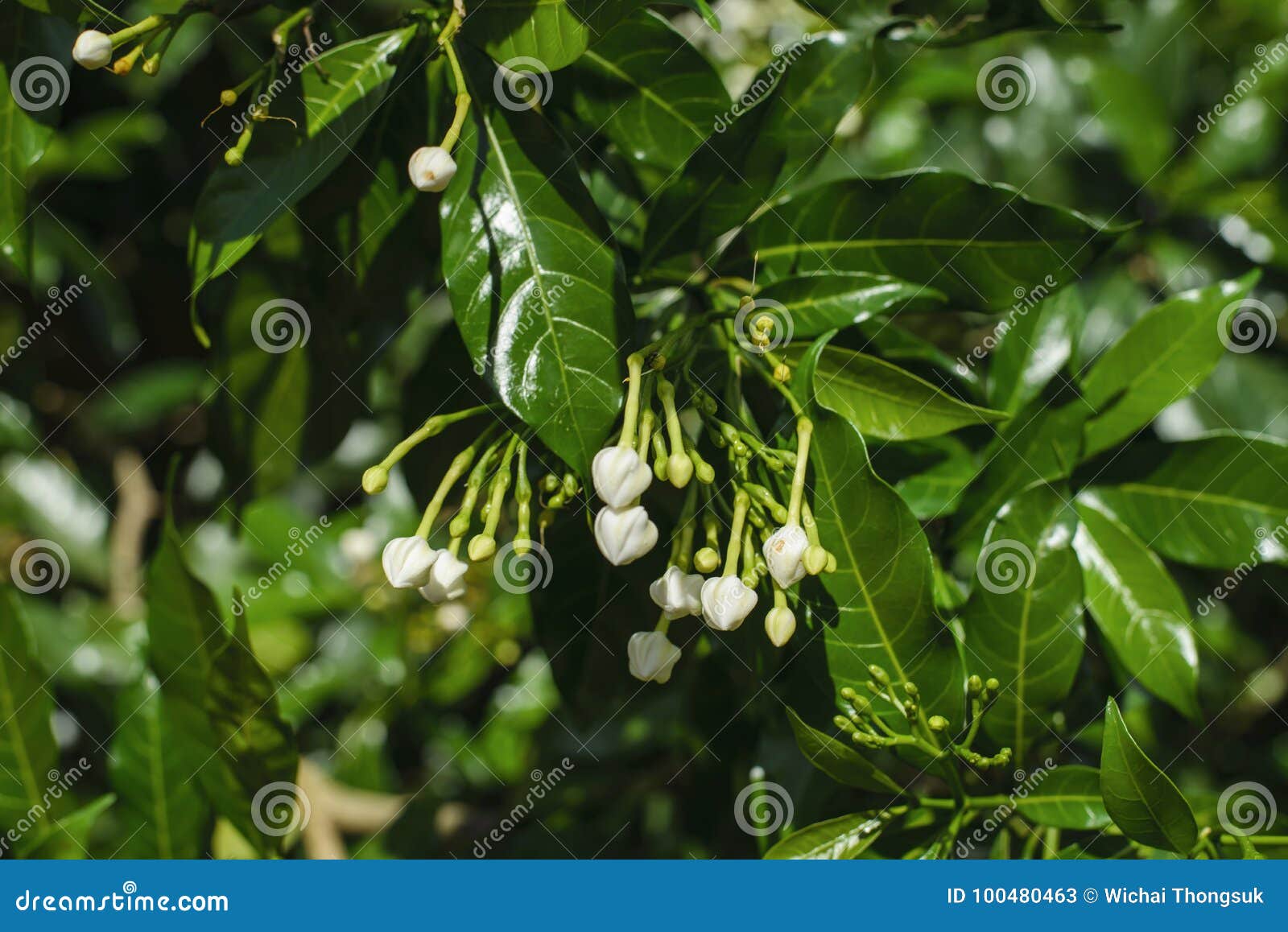 Beautiful jasmine flower stock image. Image of colorful - 100480463