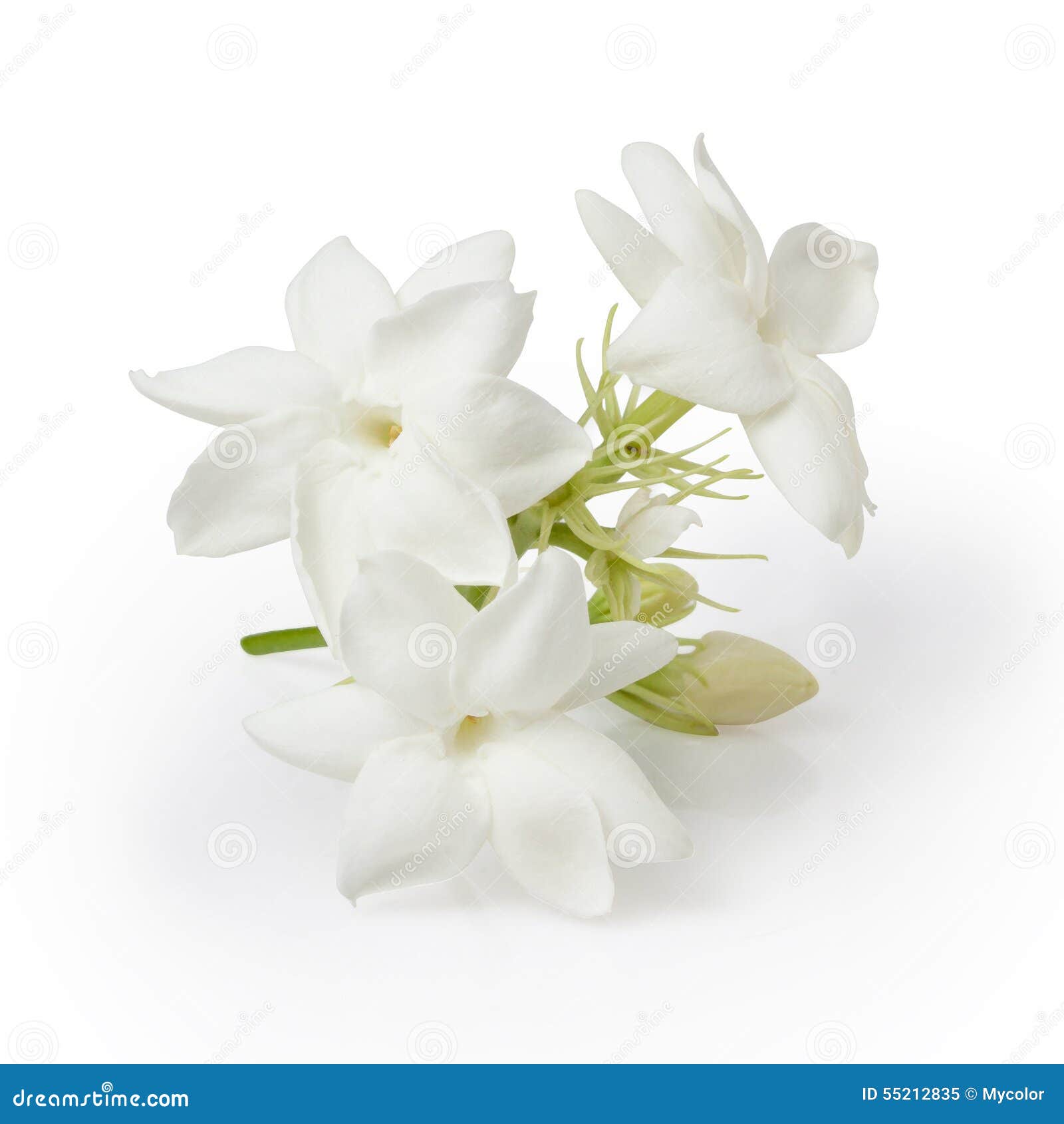 Beautiful Jasmine flower stock image. Image of group - 55212835