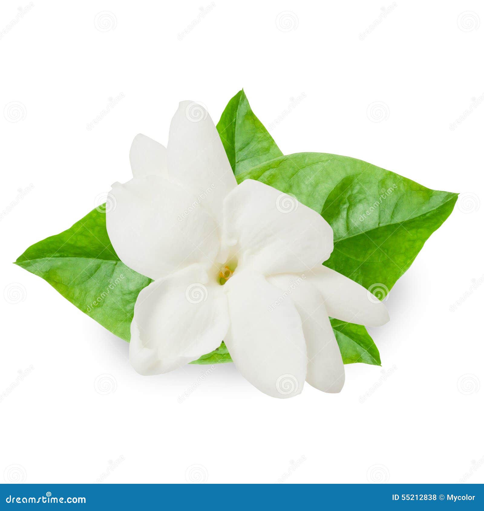Beautiful Jasmine flower stock photo. Image of closeup - 55212838