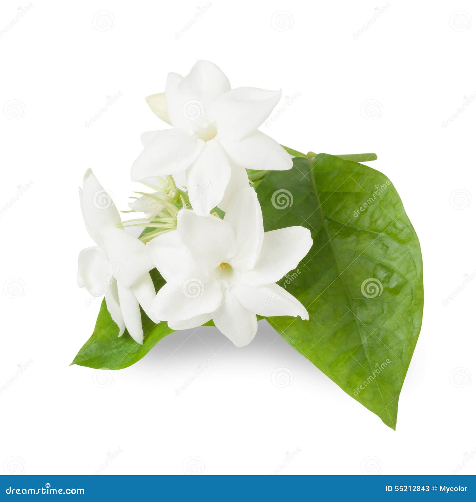 Beautiful Jasmine flower stock image. Image of nature - 55212843