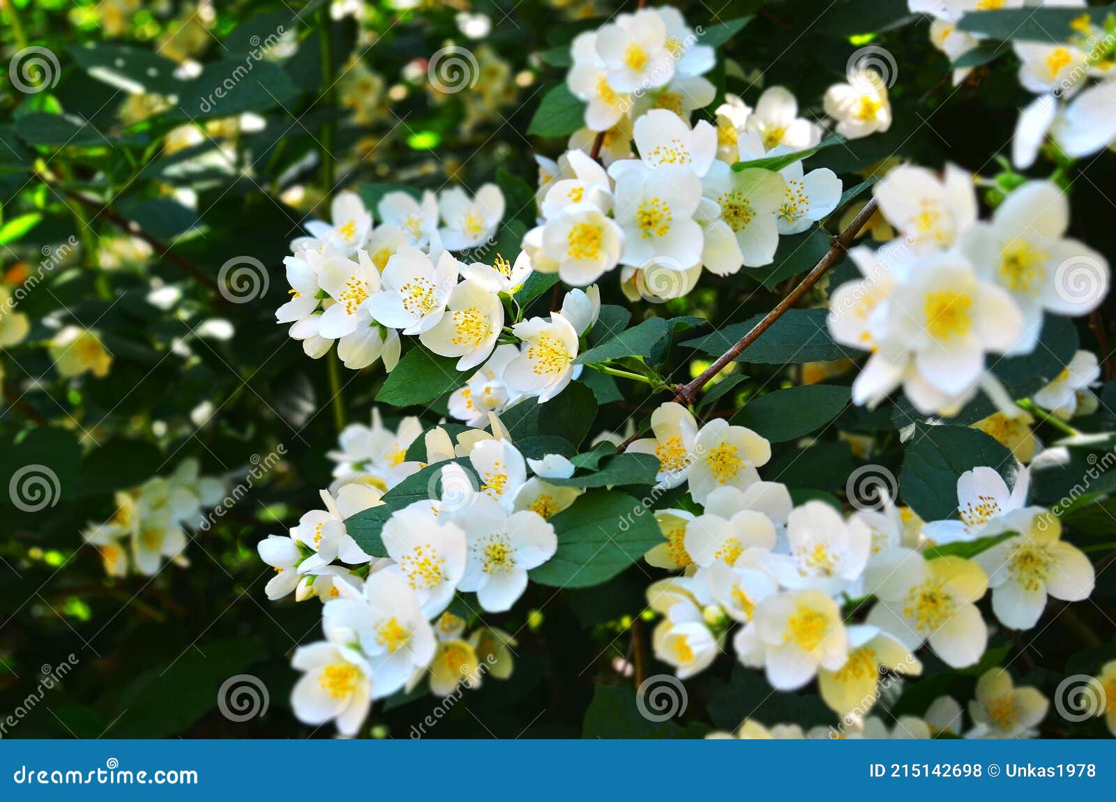 Beautiful jasmine flower stock photo. Image of inflorescence - 215142698