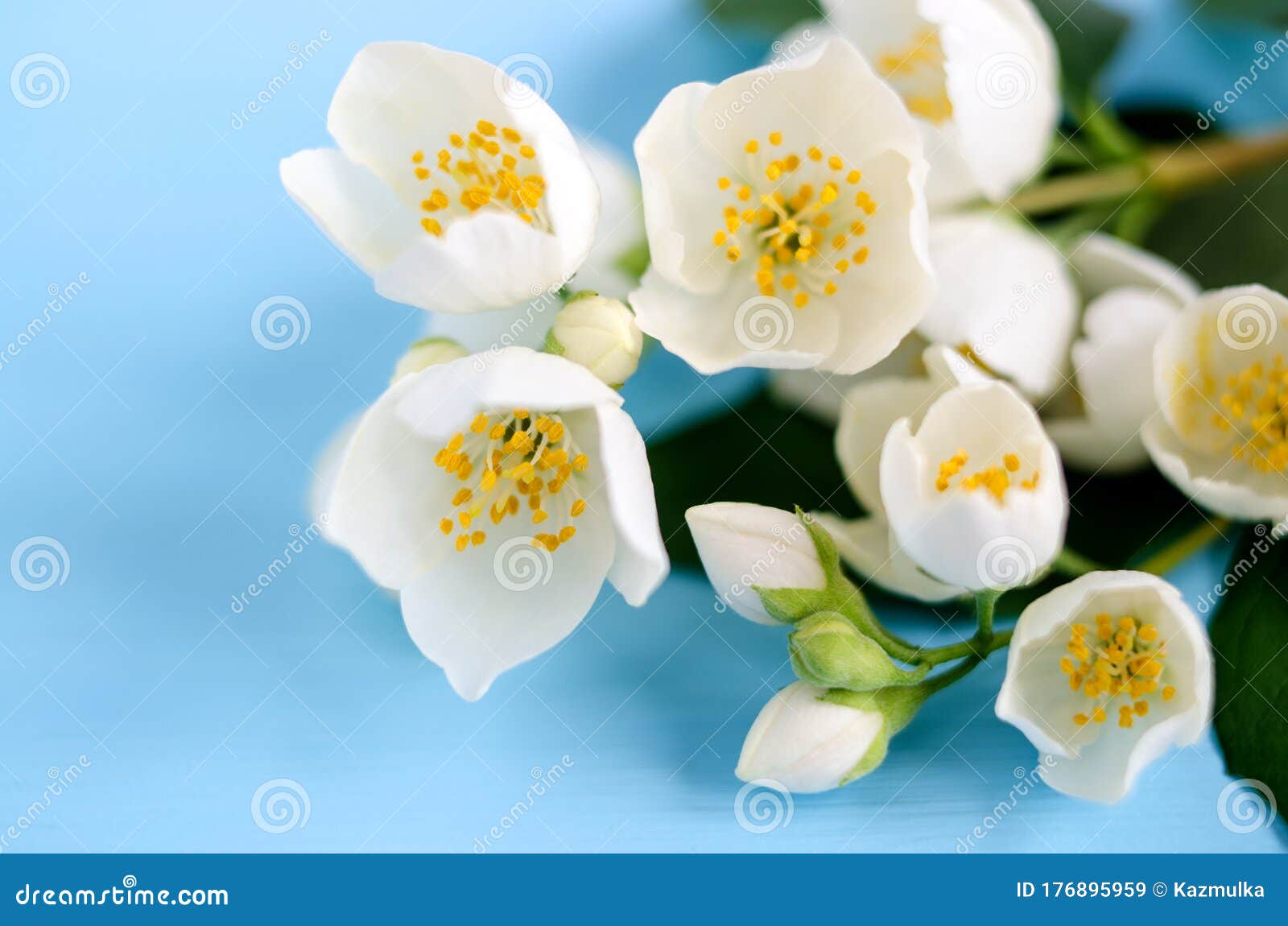Beautiful Jasmine Flowers on the Light Blue Background. Close Up Stock ...
