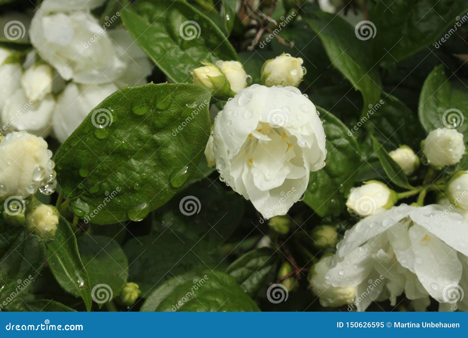 Beautiful Jasmine in the Garden Stock Image - Image of blossoms, floral ...