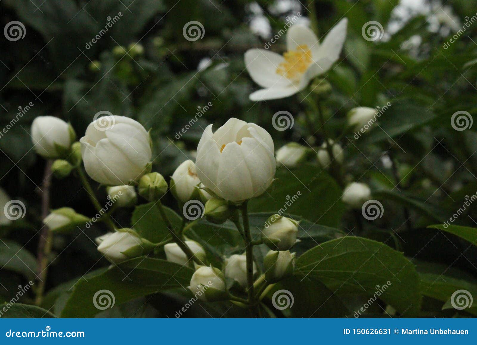 Beautiful Jasmine in the Garden Stock Image - Image of garden, natural ...