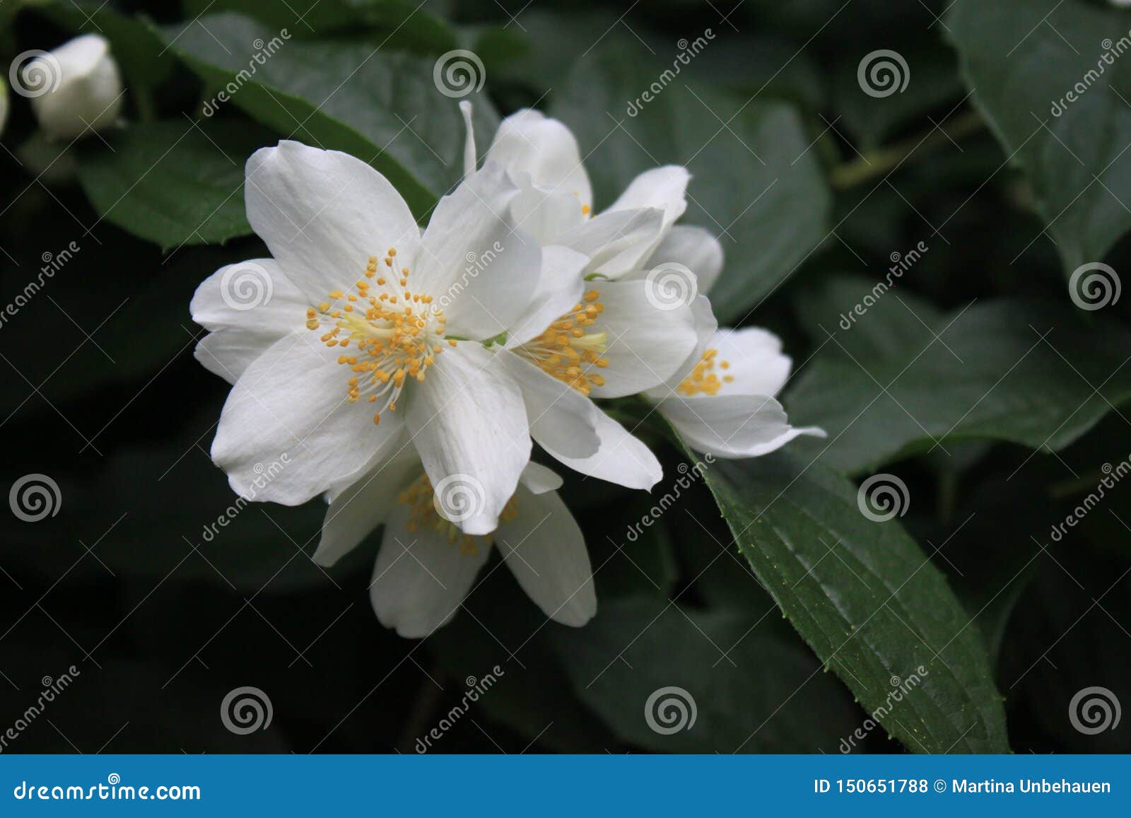 Beautiful Jasmine in the Garden Stock Photo - Image of flower, flora ...