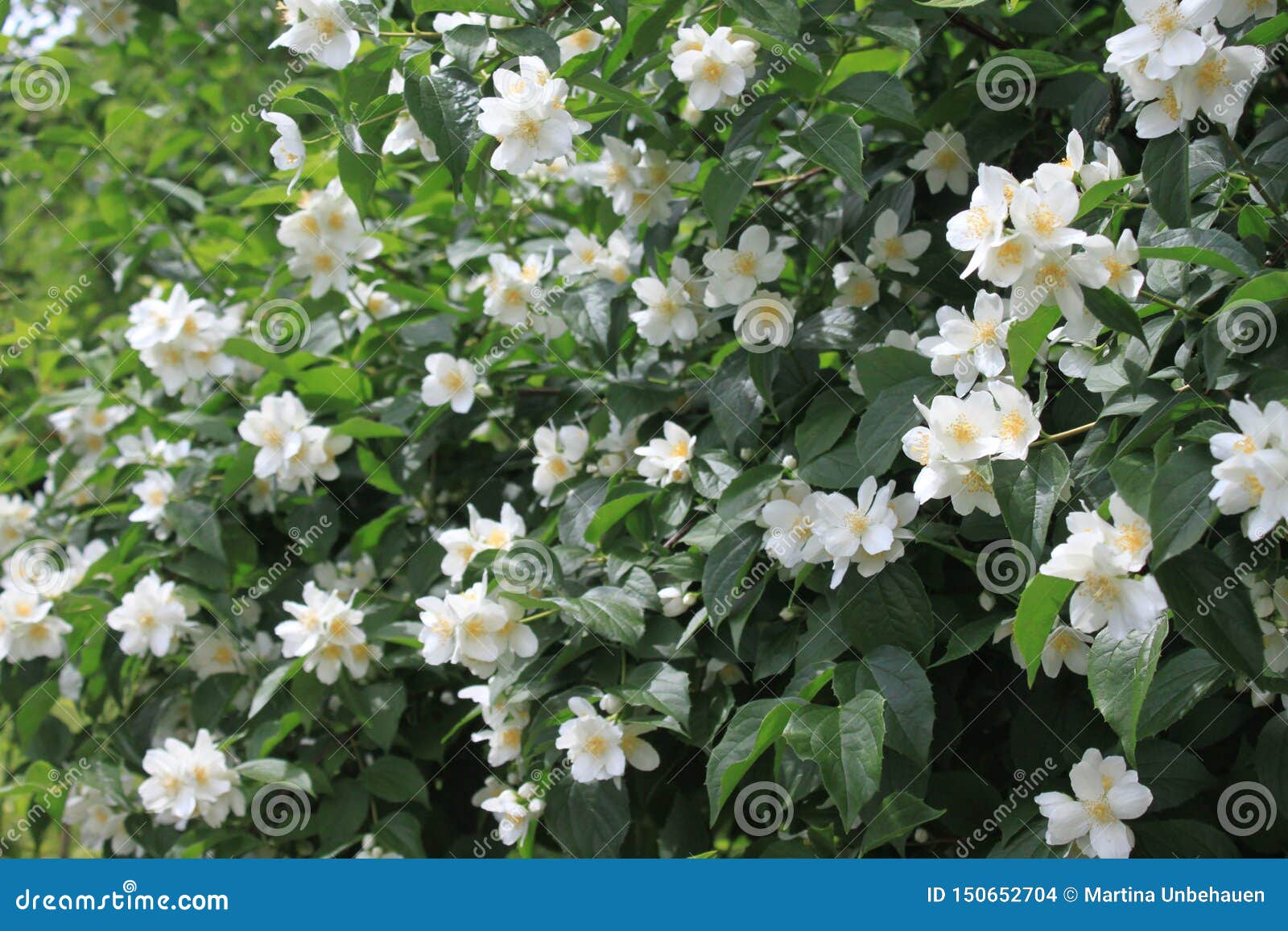 Beautiful Jasmine in the Garden Stock Photo - Image of spring, branch ...