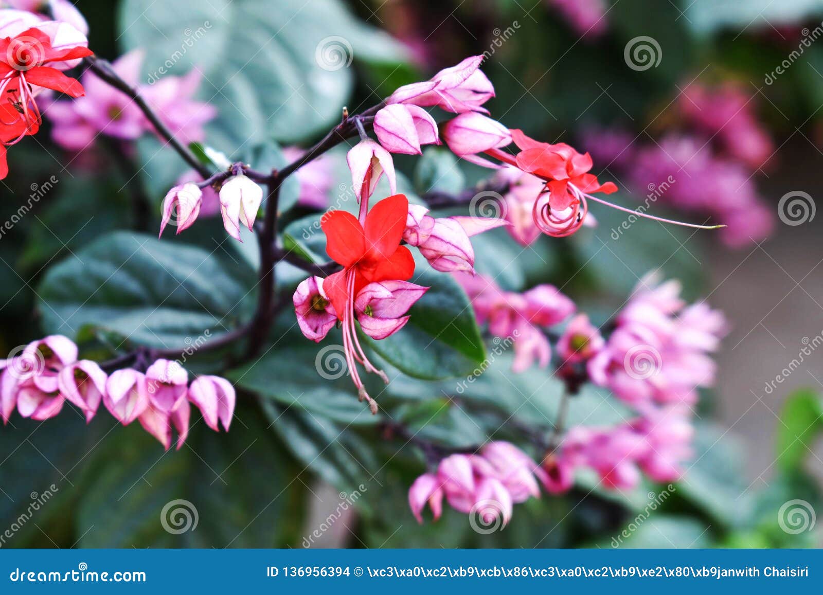 Java Glory Bean, Red Bleeding Heart Vine, Glory Bowers with Blurred ...