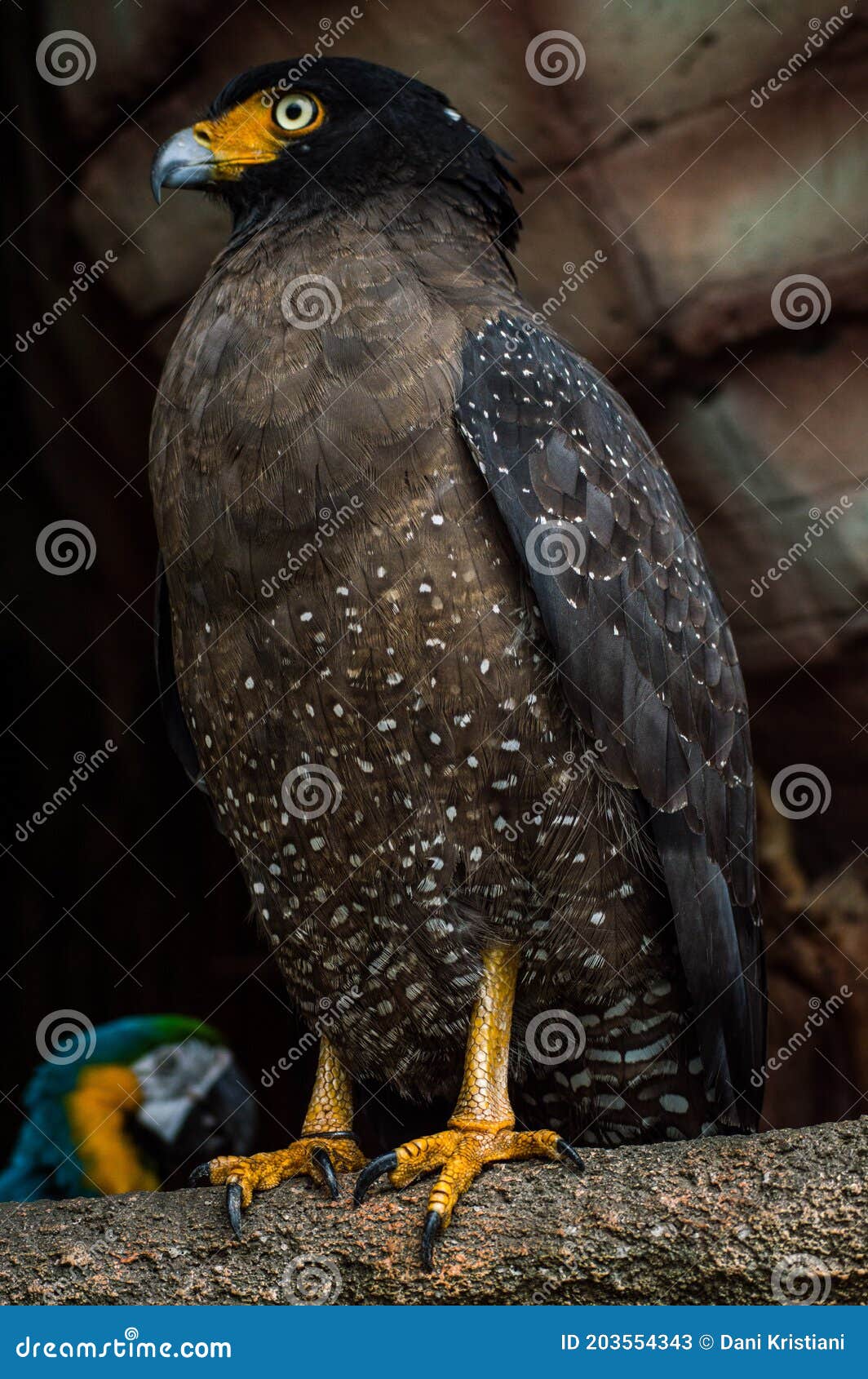 Beautiful Javan Hawk Eagle Perchs on Branch Stock Image - Image of ...