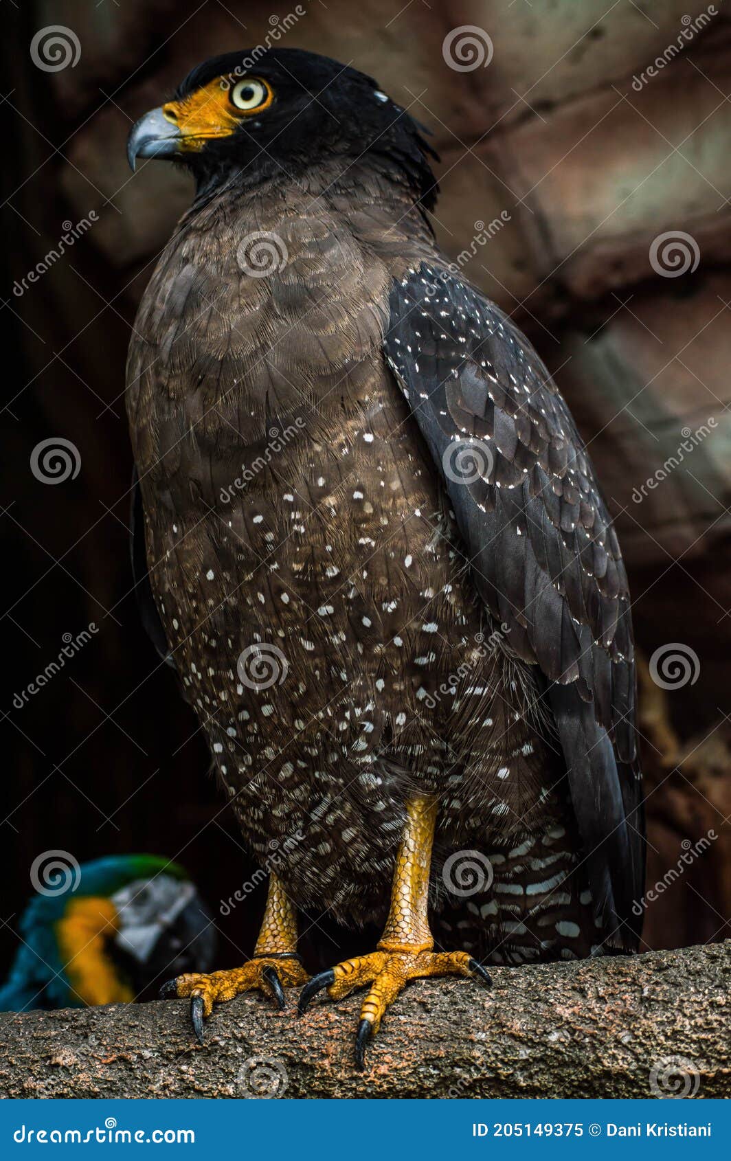 Javan Hawk Or Elang Jawa In Indonesian Languange. An Endangered Species ...