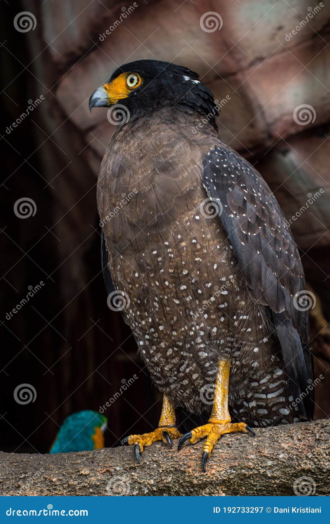 Javan Hawk Or Elang Jawa In Indonesian Languange. An Endangered Species ...