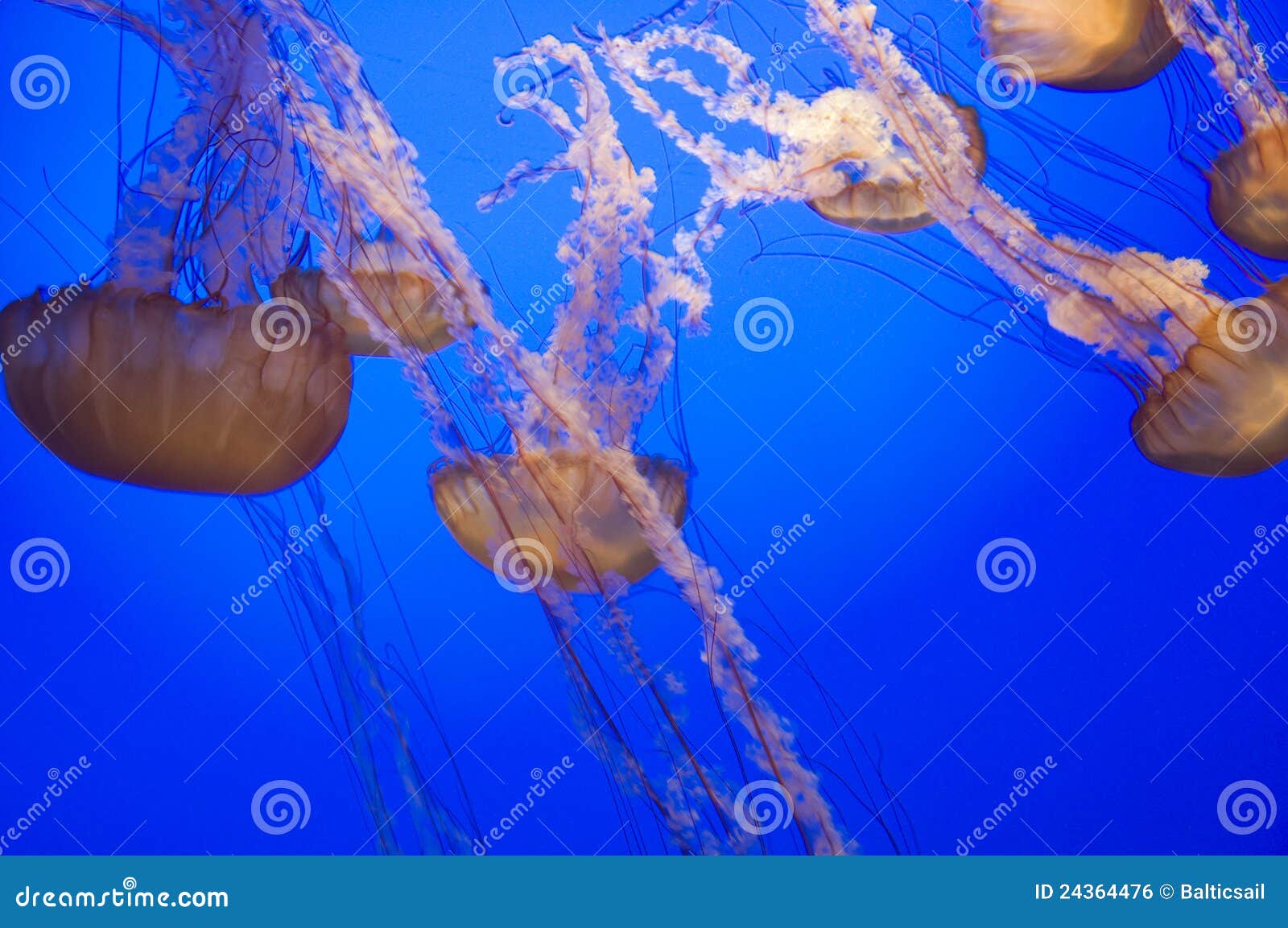 Beautiful Jellies stock photo. Image of aquarium, jelly - 24364476