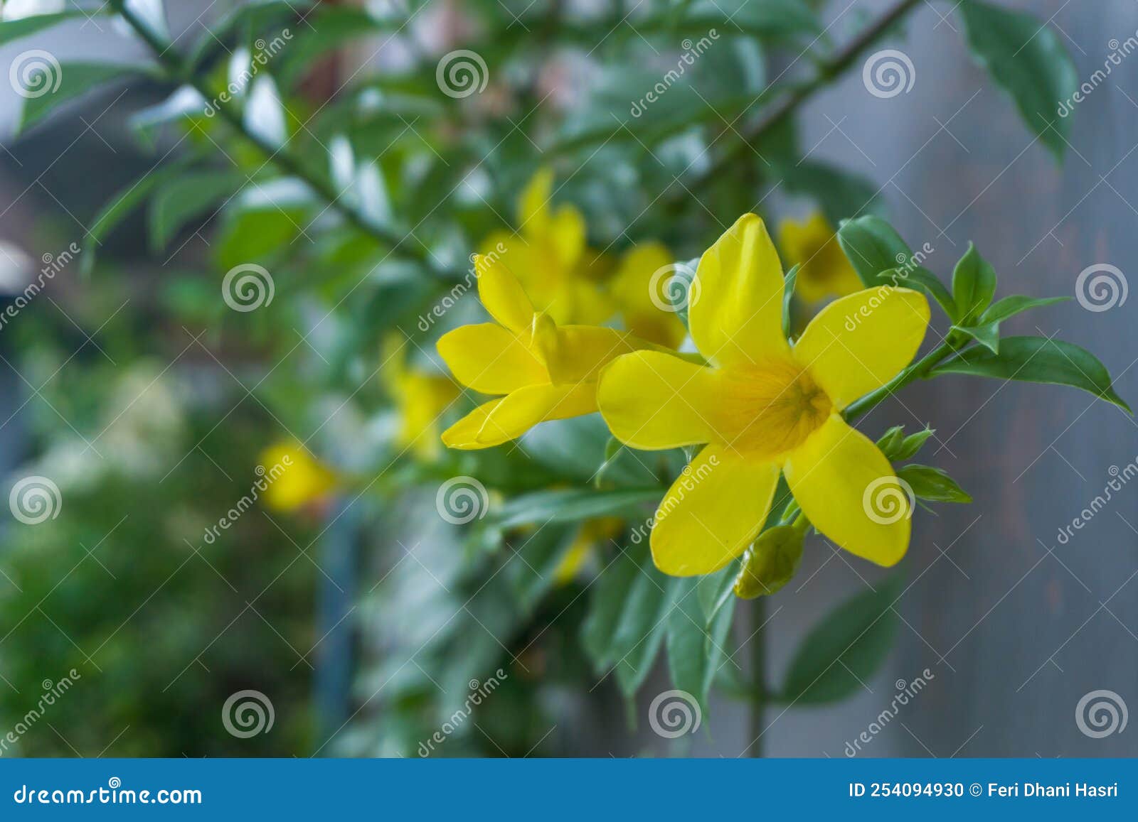 Beautiful Jellow Jasmine Flower with Green Leaf Stock Photo - Image of ...