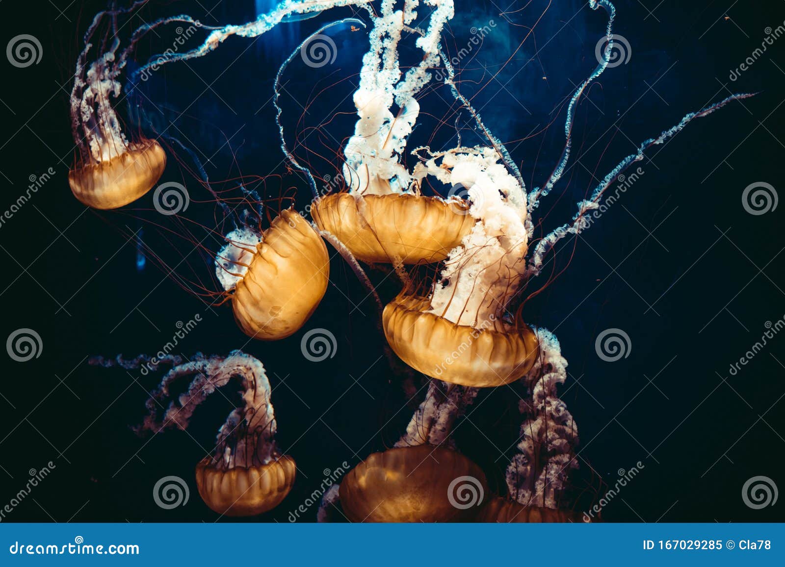 Beautiful Jellyfish Float In The Tanks Of An Aquarium Stock Photo ...