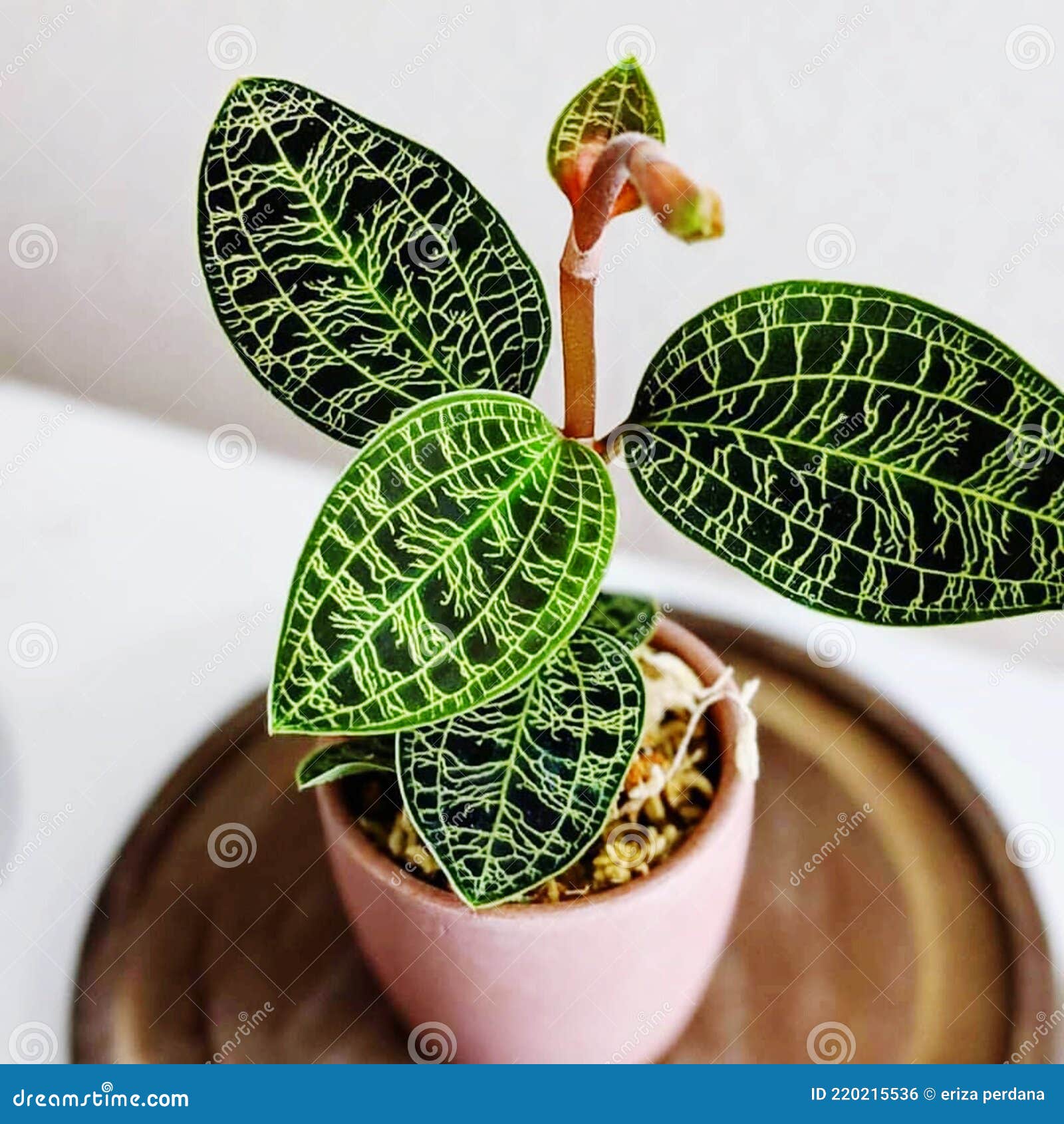 Beautiful Jewel Orchid Ludisia Stock Photo - Image of beautiful, orchid ...