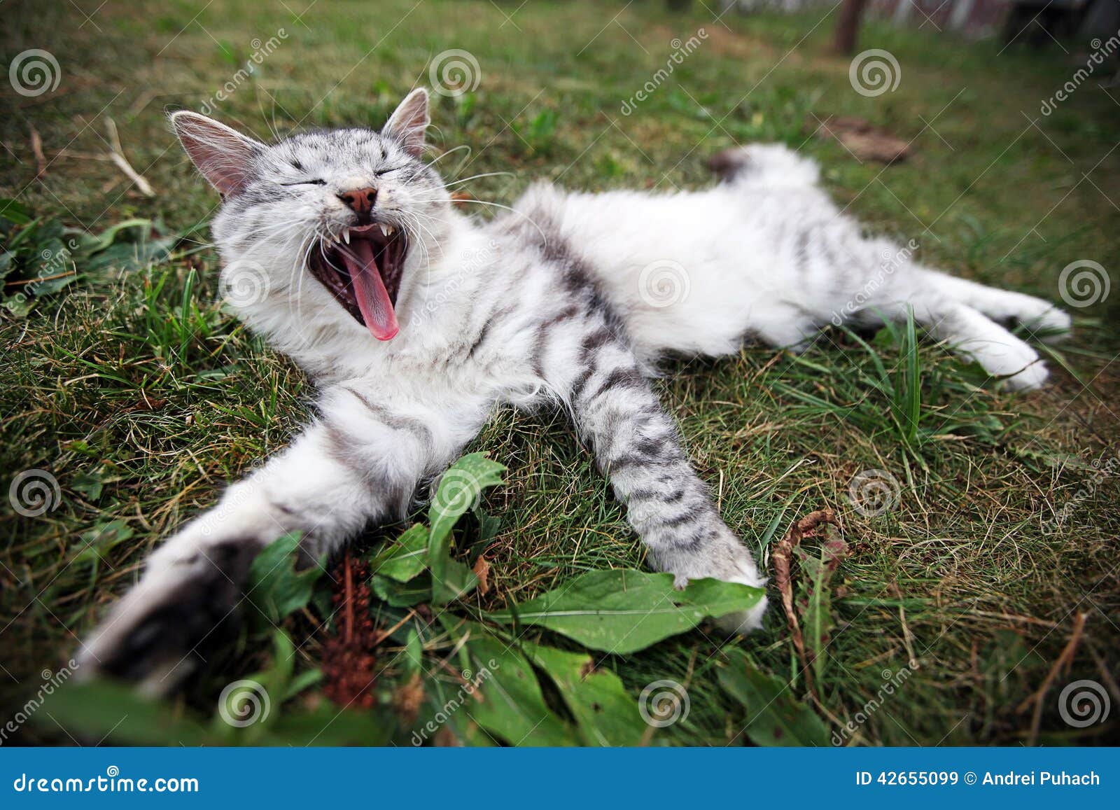 Beautiful and joyful cat stock image. Image of sleep - 42655099
