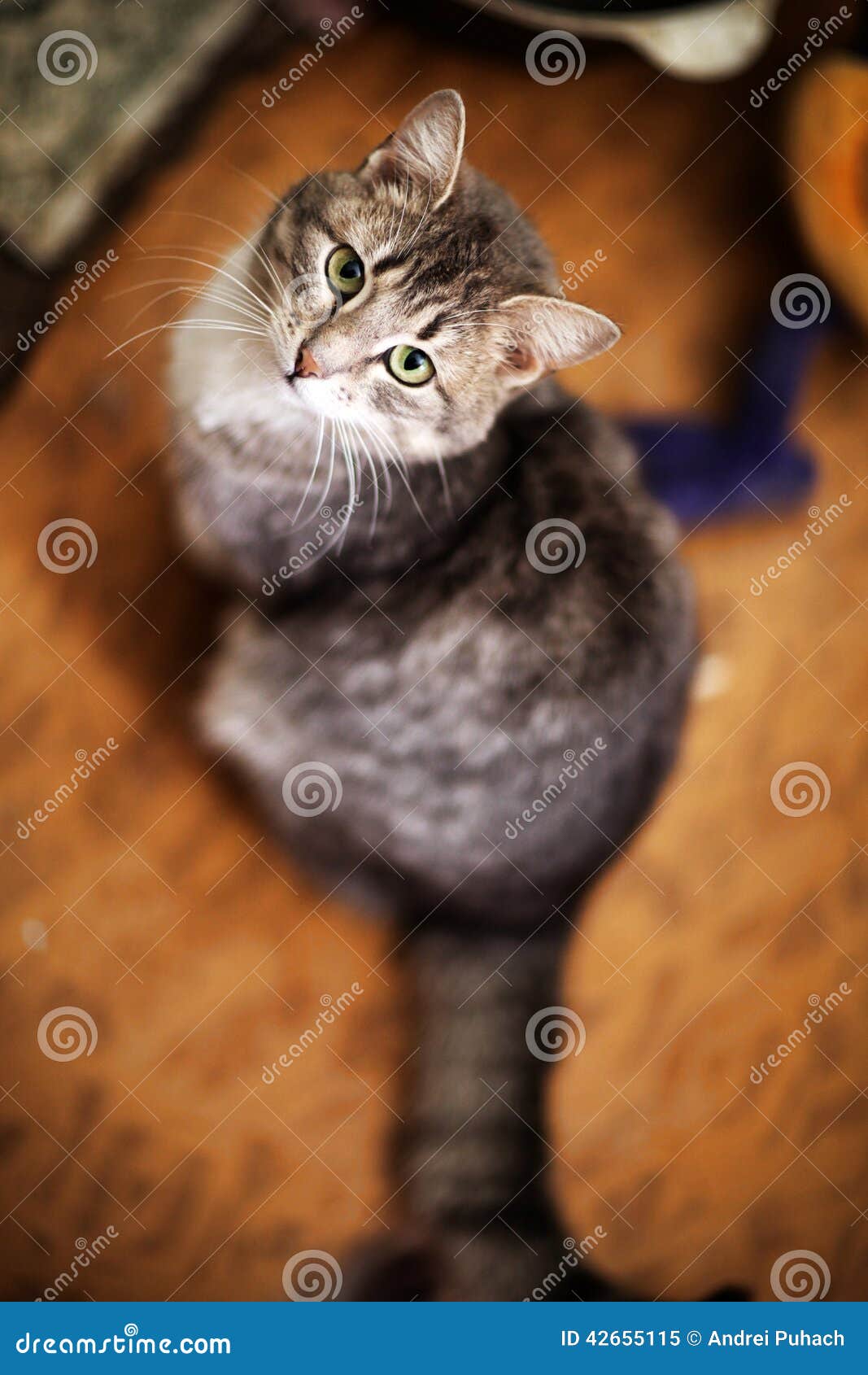 Beautiful and joyful cat stock image. Image of happy - 42655115