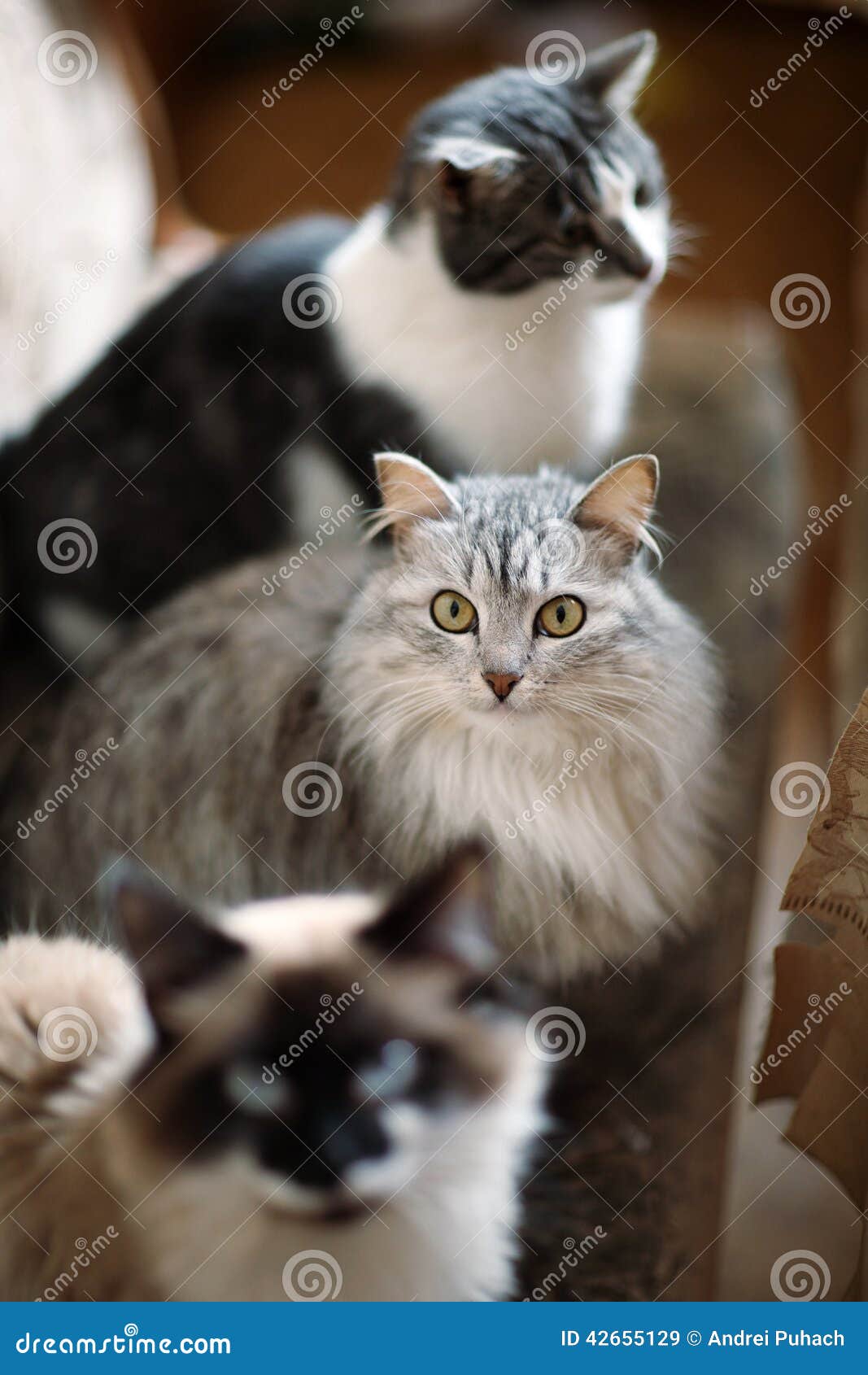 Beautiful and joyful cats stock image. Image of female - 42655129