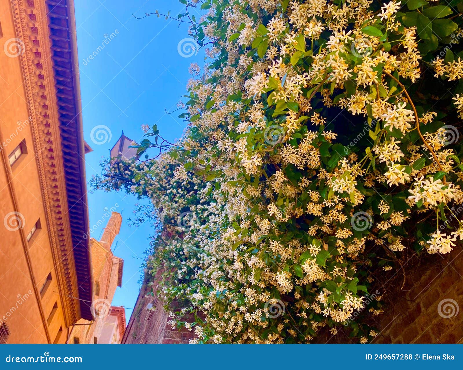 The Beautiful Flowers in Bloom in the Month of June Stock Photo - Image ...