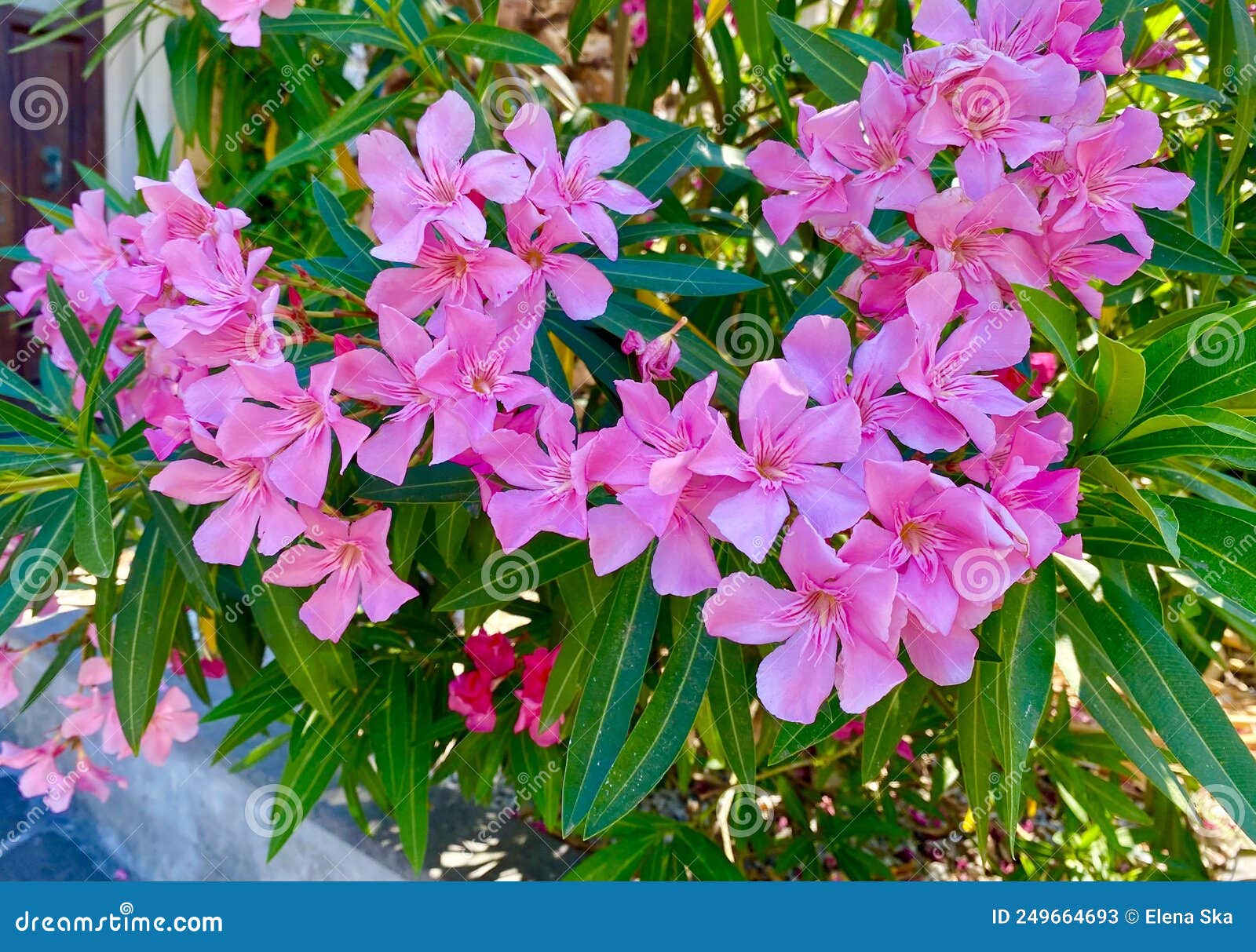 The Beautiful Flowers in Bloom in the Month of June Stock Image - Image ...