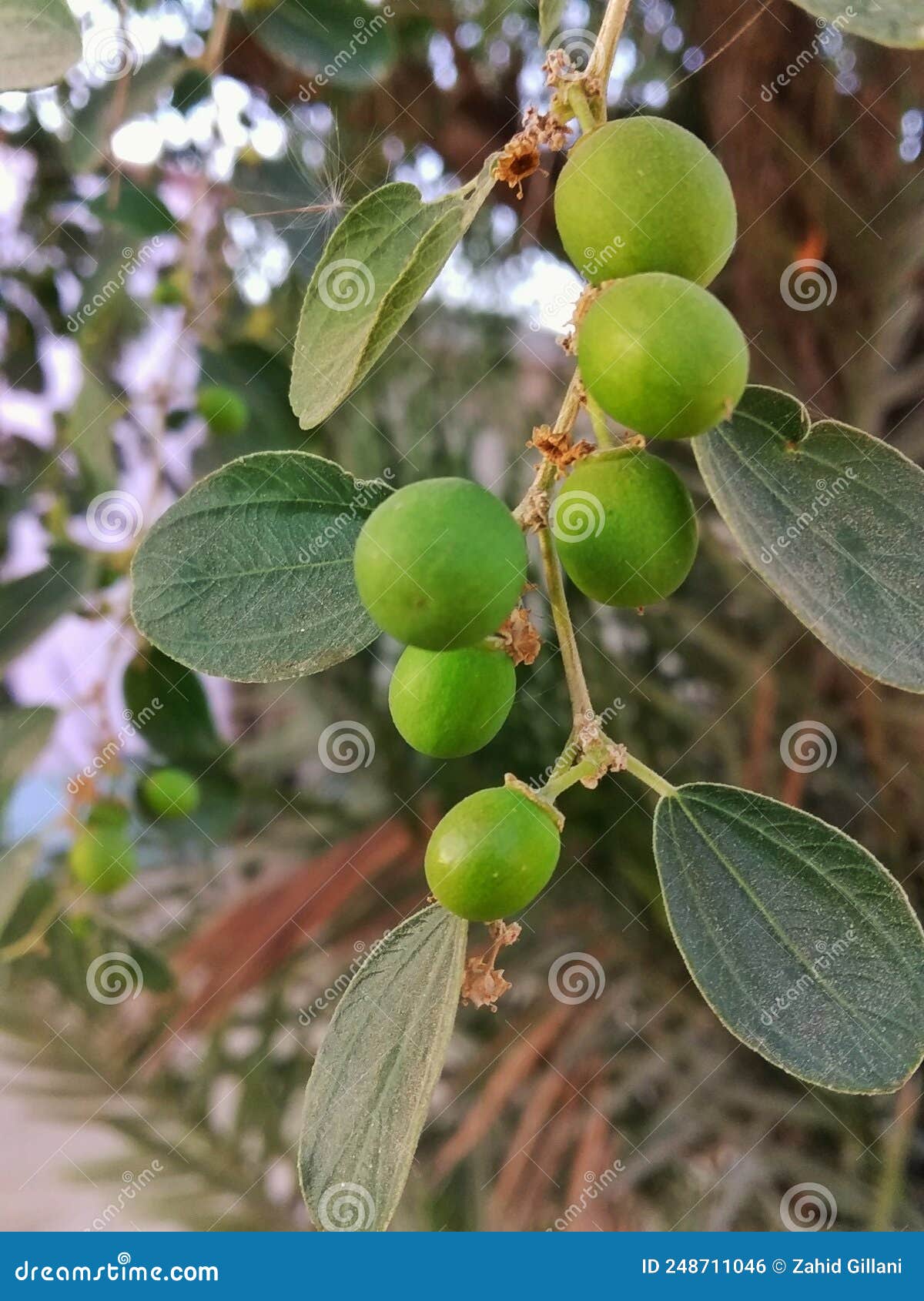 Beautiful jujube tree stock photo. Image of fruit, bundle - 248711046
