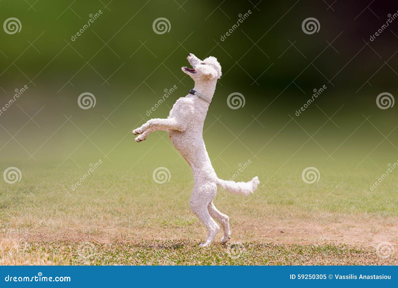 Beautiful Jump of a White Poodle Dog. Stock Image - Image of poodle ...