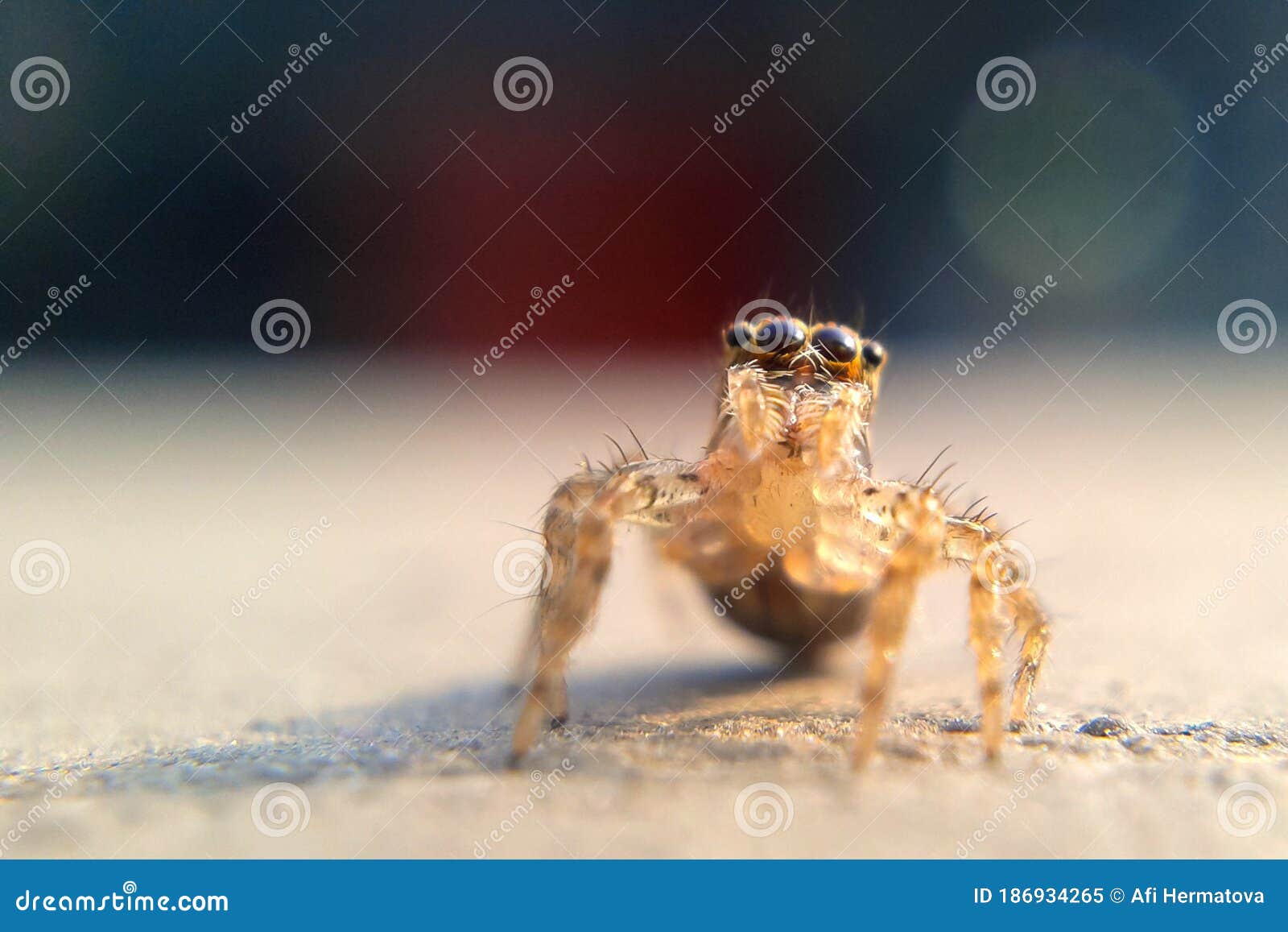 Beautiful Jumping Spider, Close-up Jumping Spider, Jumping Spider. Arachnid Stock Image - Image ...
