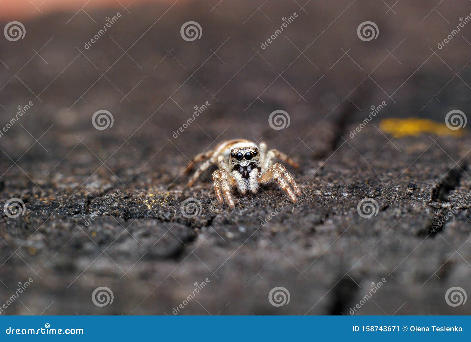 Beautiful Jumping Spider Close-up in the Nature Stock Image - Image of ...