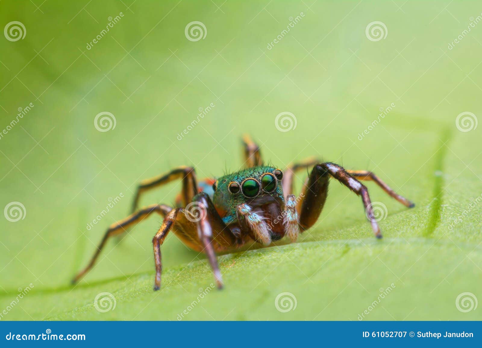 Beautiful jumping spider stock image. Image of summer - 61052707