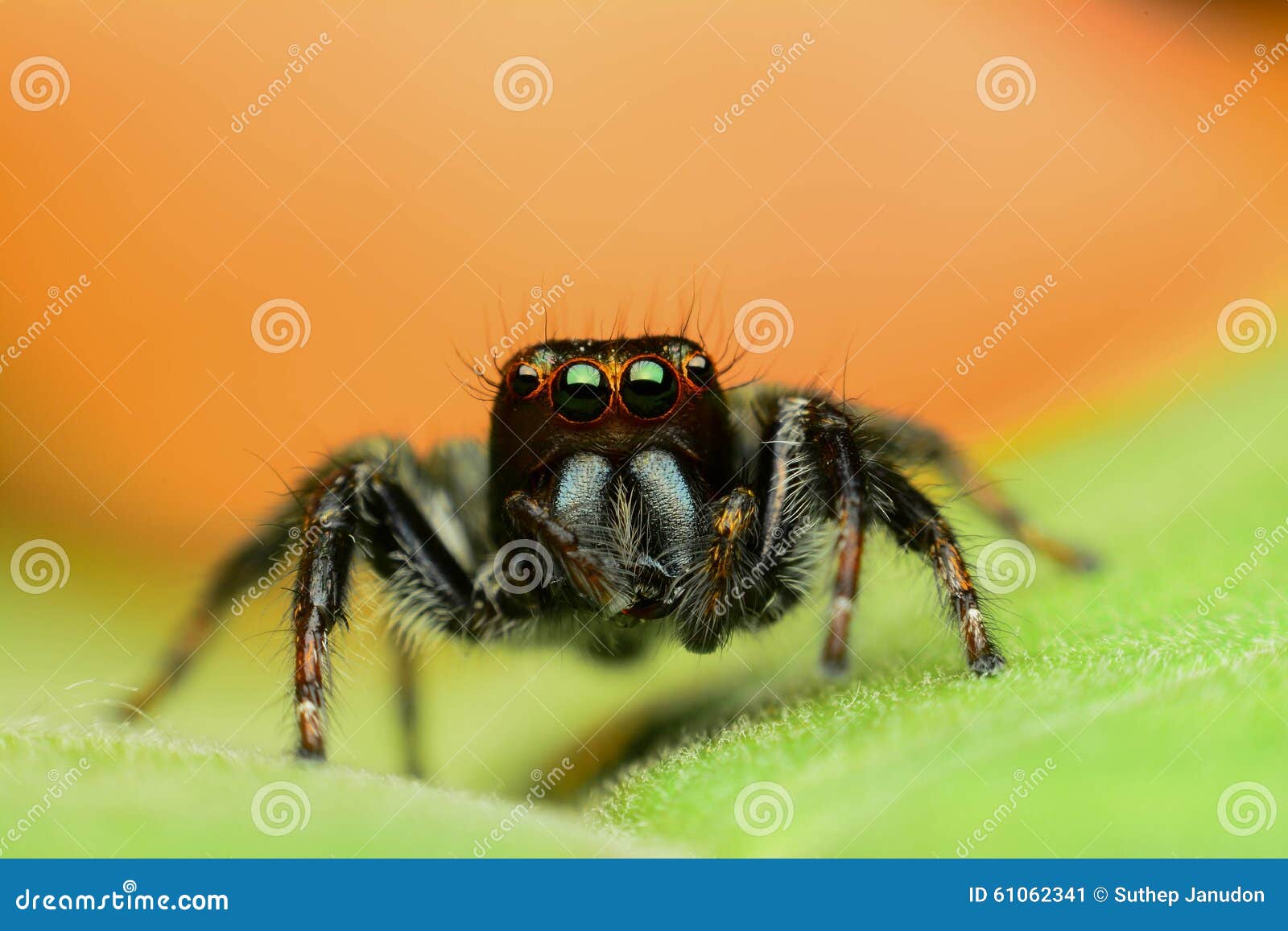Beautiful jumping spider stock image. Image of small - 61062341