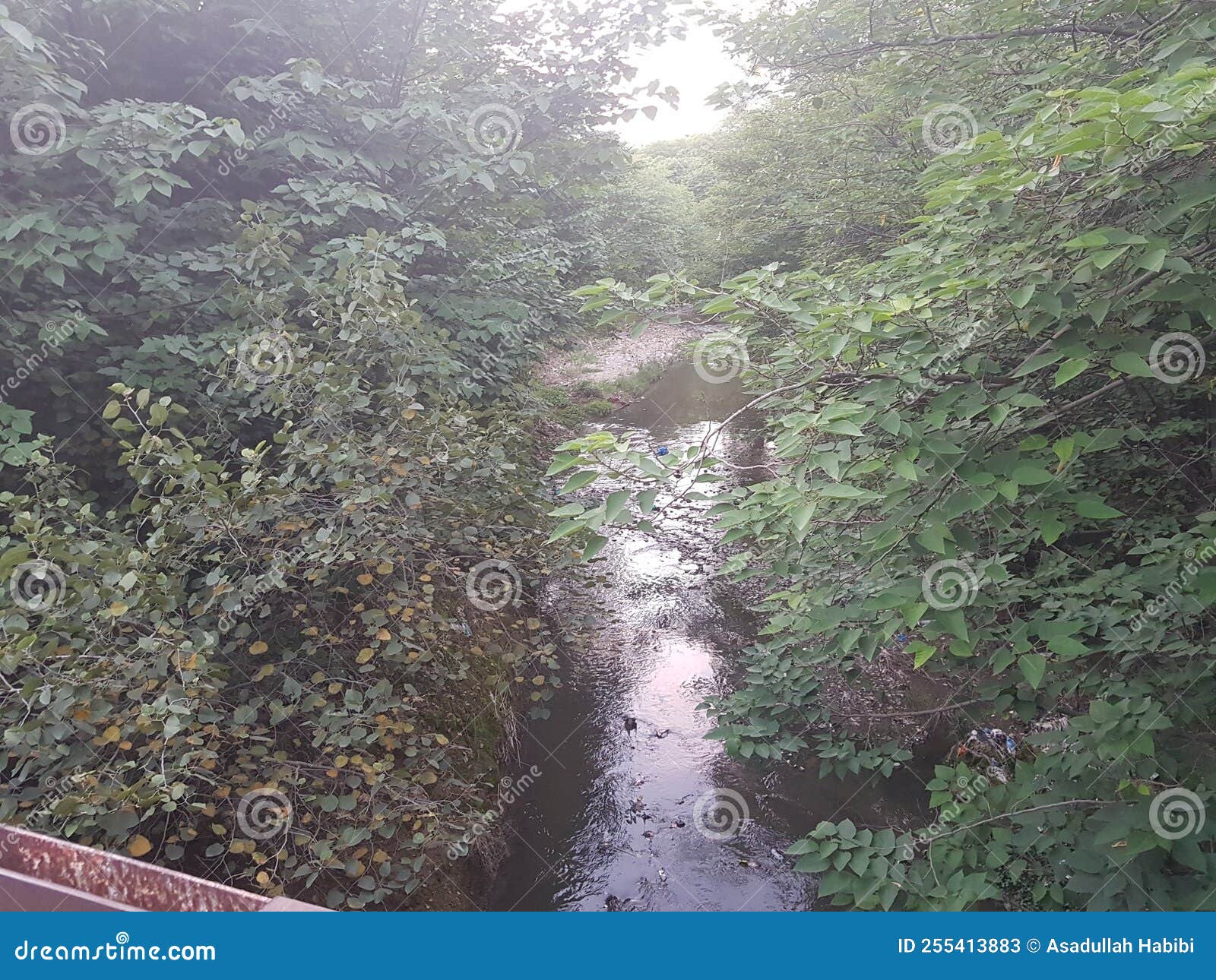 Beautiful Jungle Green Trees in the Nature Stock Image - Image of ...
