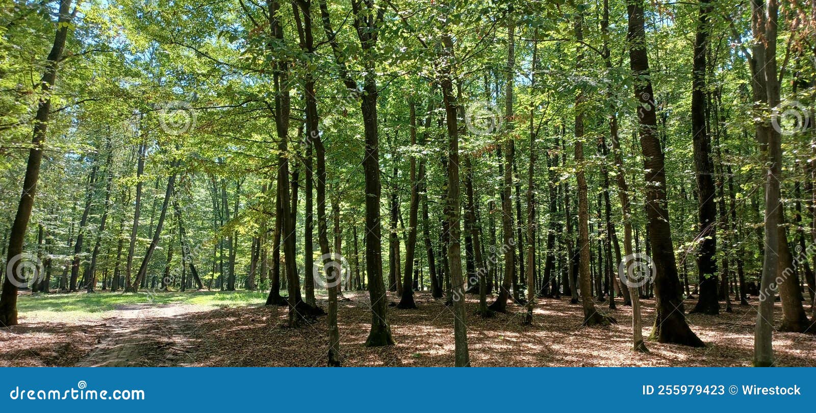 Beautiful Jungle Long Trees on a Sunny Day Stock Image - Image of ...
