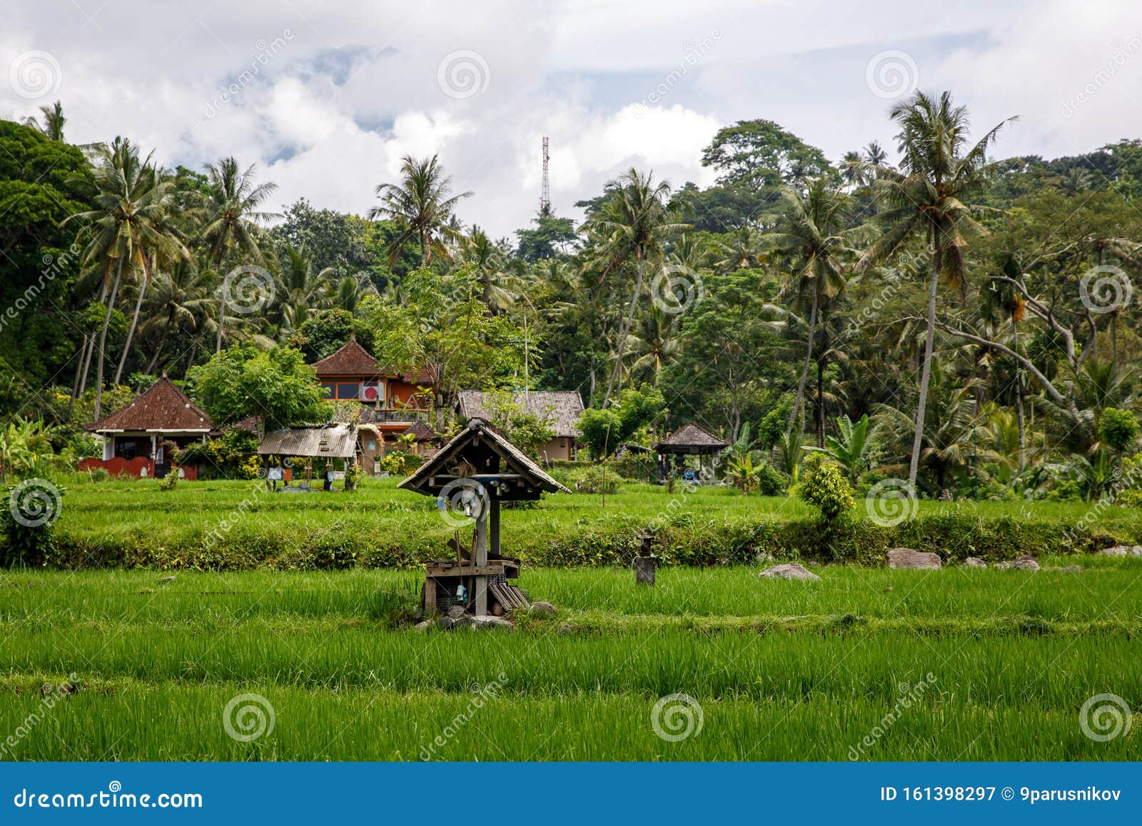 Beautiful Jungle and Rice Fields of Asia. Green Concept Stock Image ...