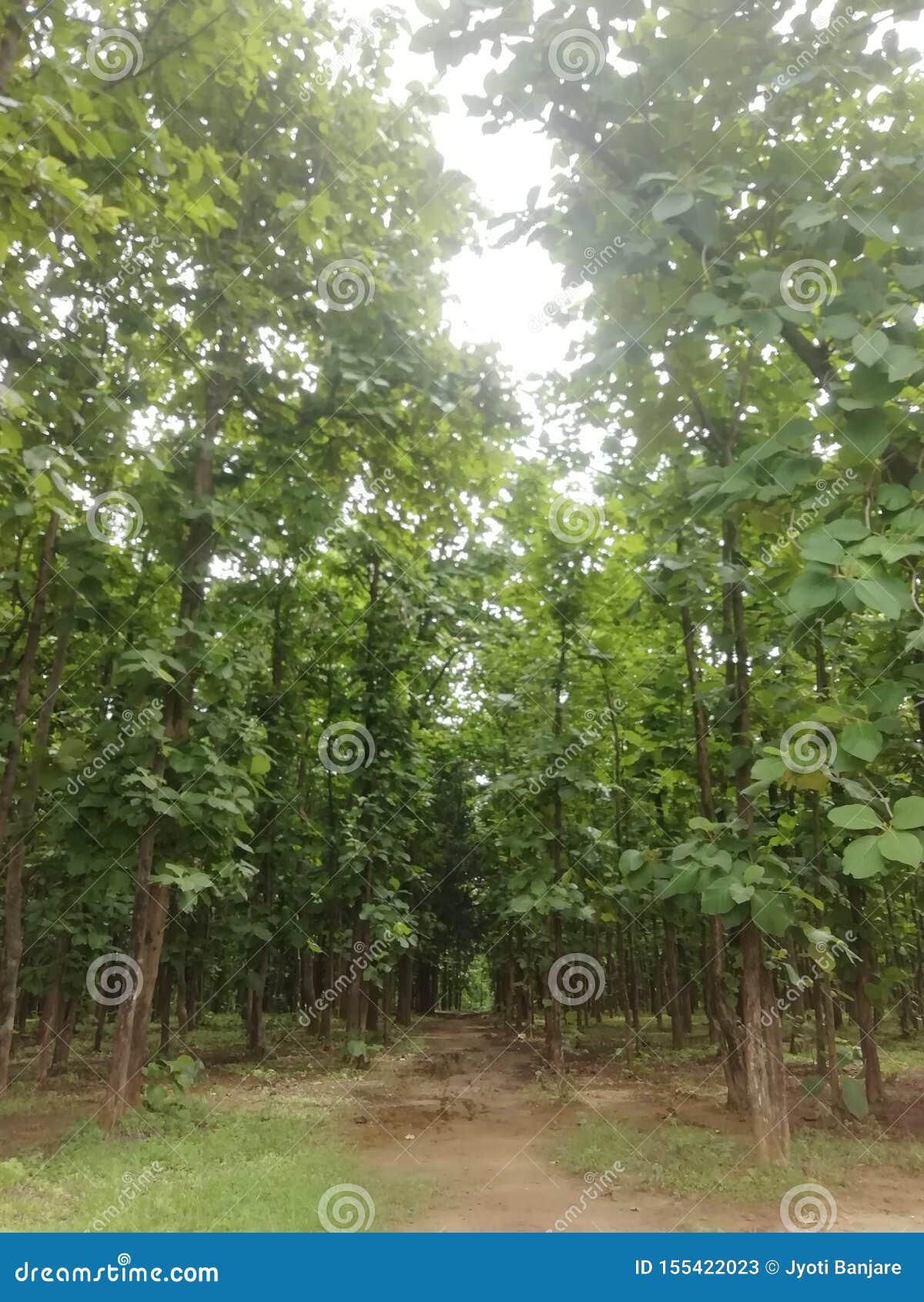 Beautiful Jungle Trees Roadside Trees Image Stock Image - Image of ...