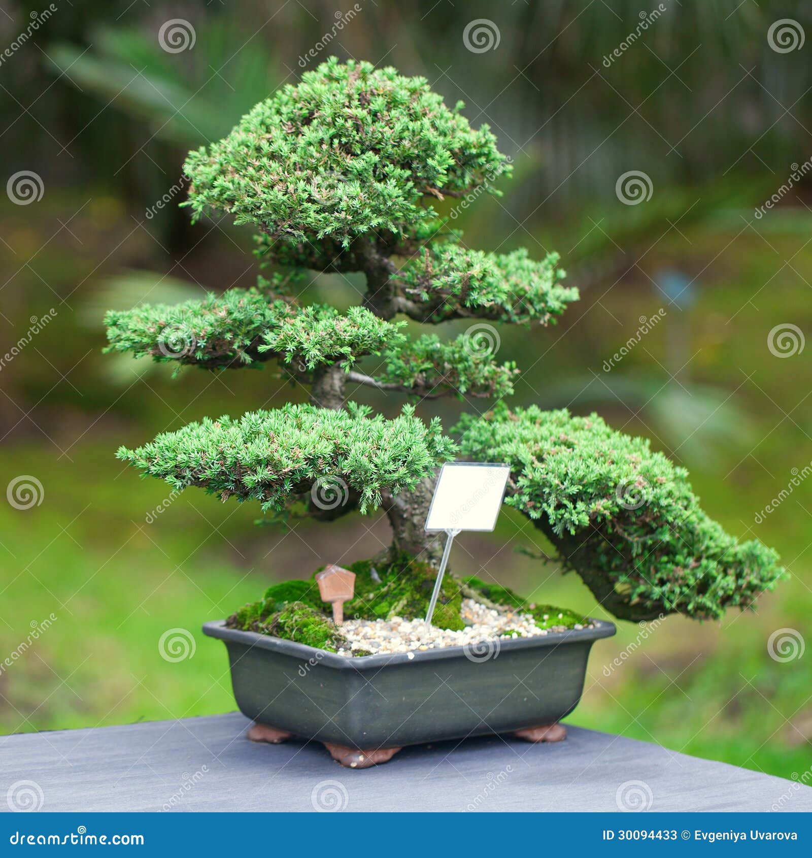 Beautiful juniper bonsai stock image. Image of china - 30094433