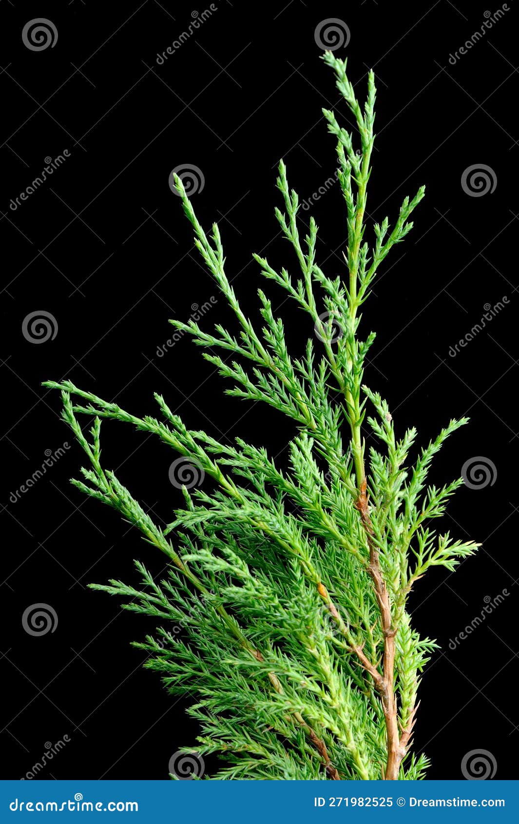 Beautiful Juniper Branch on Black Background Stock Image - Image of ...