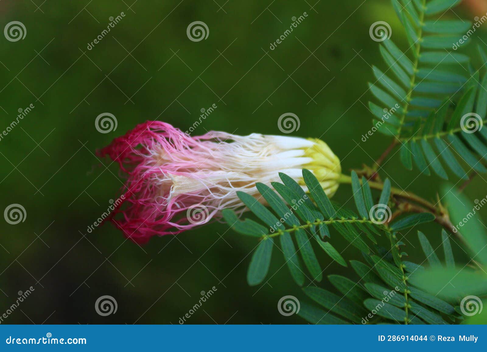 Beautiful Kaliandra Stock Photos - Free & Royalty-Free Stock Photos ...