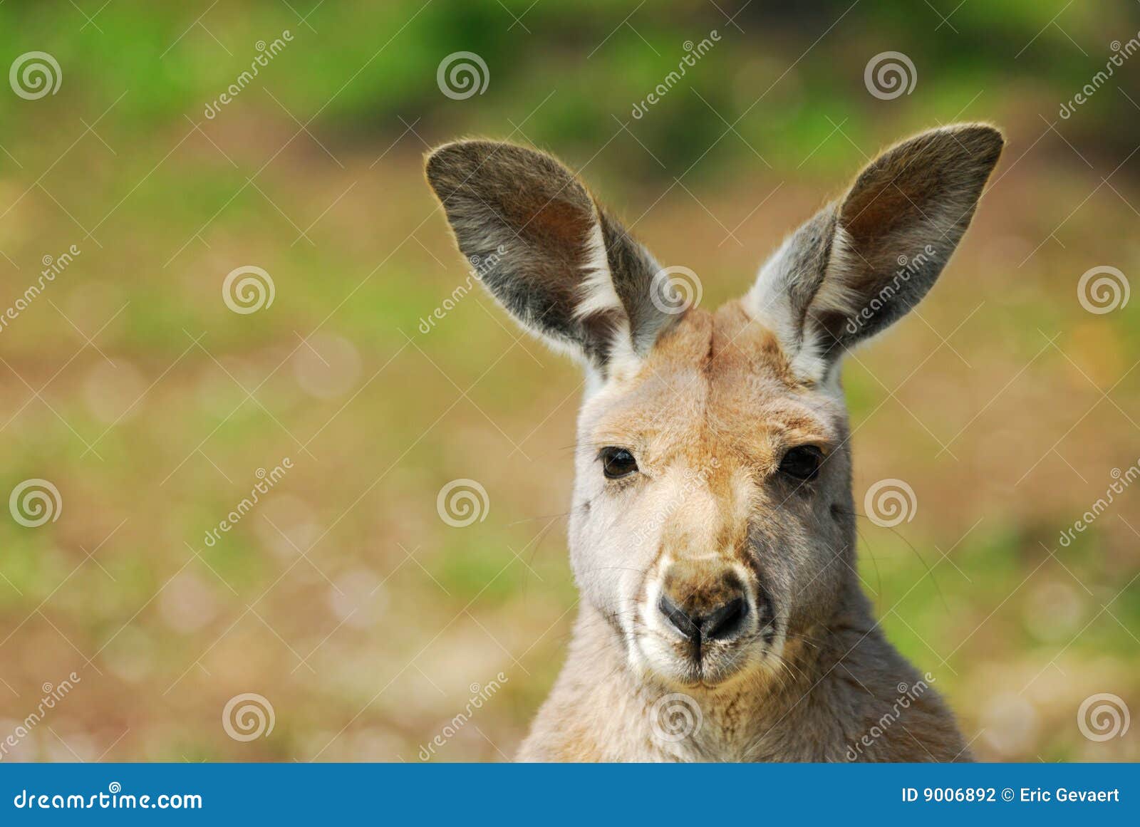 Beautiful kangaroo stock photo. Image of rufus, nature - 9006892