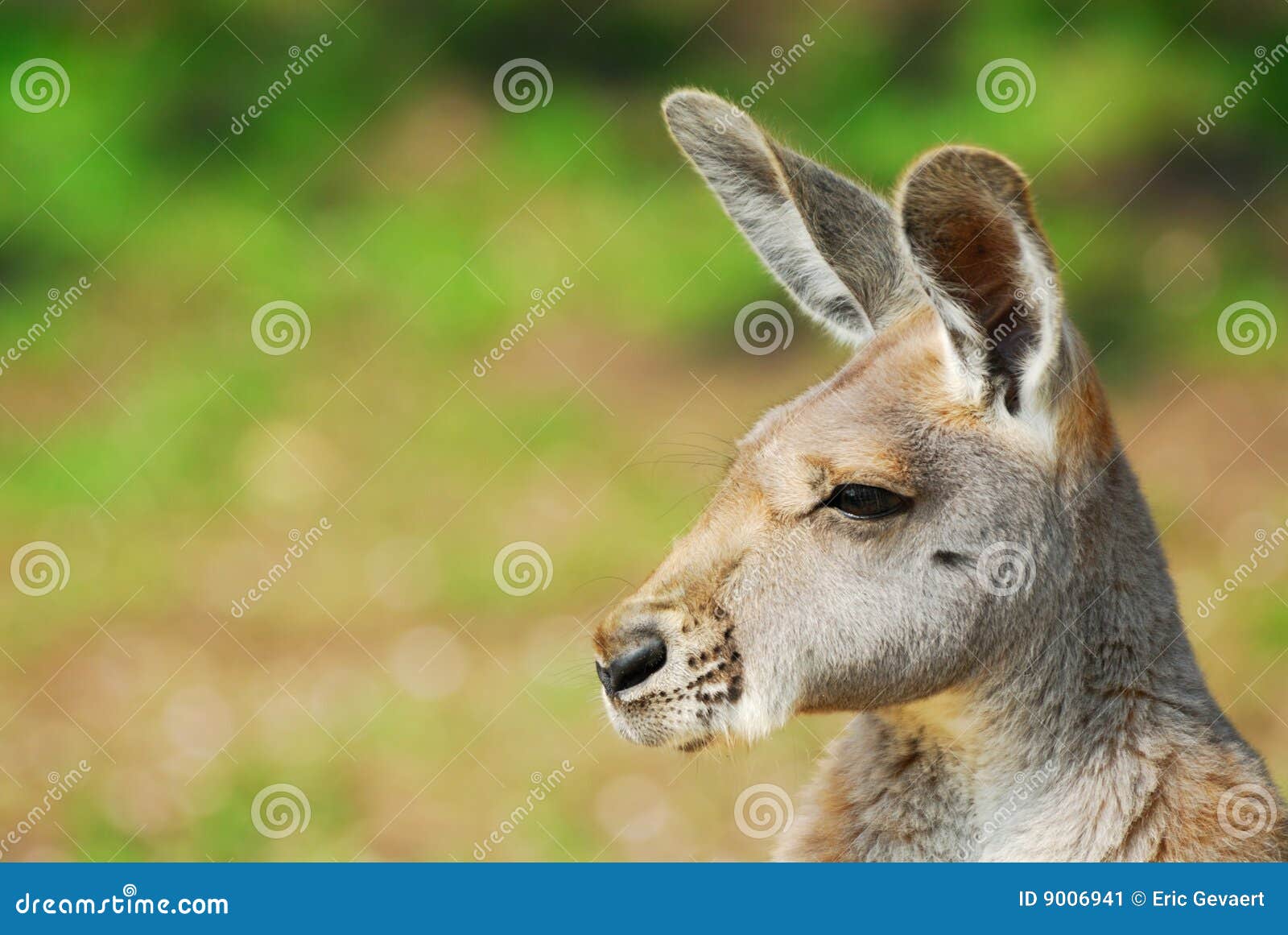 Beautiful kangaroo stock image. Image of cute, kangaroo - 9006941