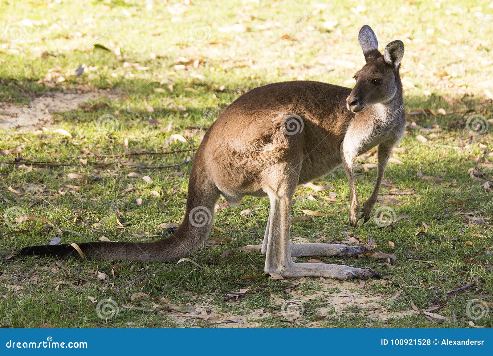 Beautiful Kangaroo Outdoors Perth Australia Nice Stock Photo - Image of ...