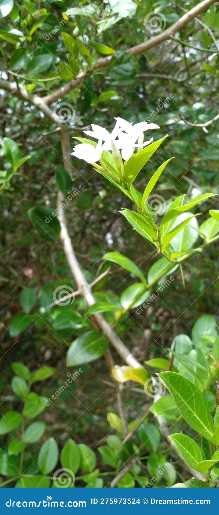 A Beautiful Karamba Flower Blooming in the Forest Stock Photo - Image ...