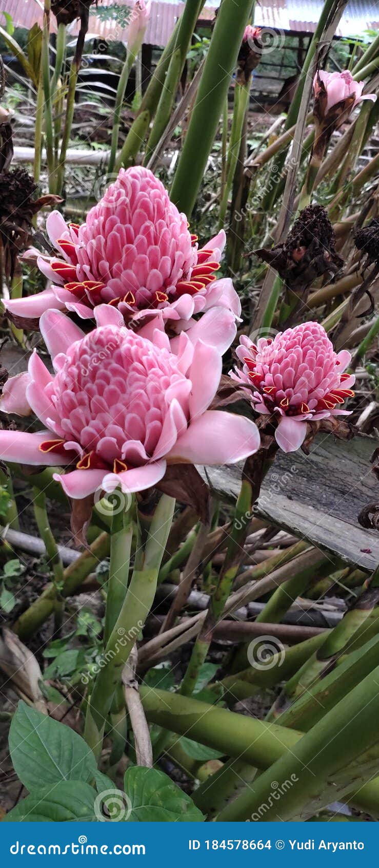 Kecombrang flower stock photo. Image of petal, leaf - 184578664