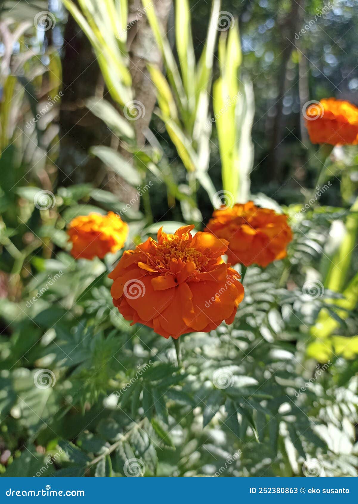 Beautiful kenikir fower stock image. Image of petal - 252380863