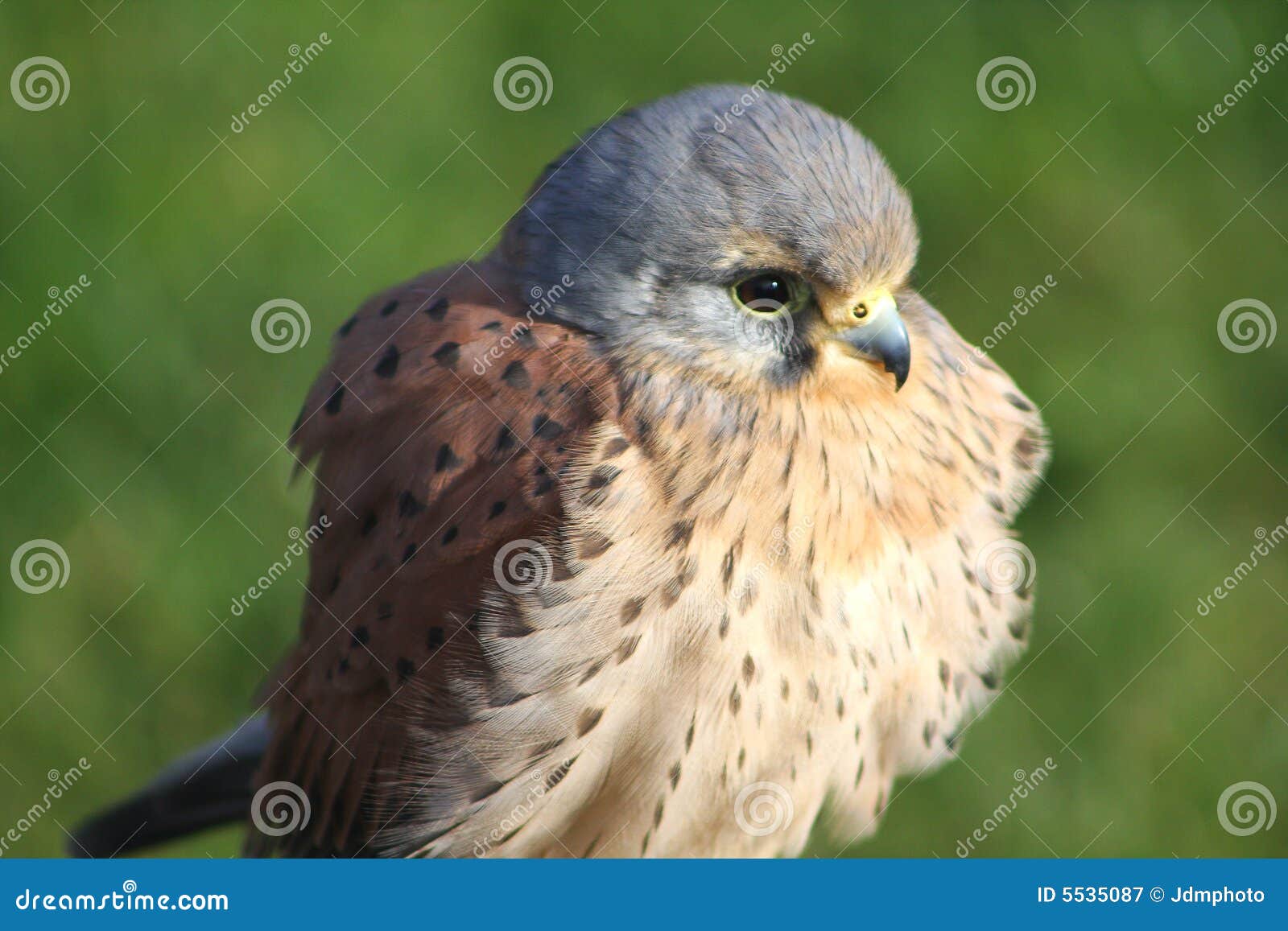 The Beautiful Kestrel stock image. Image of wildlife, beak - 5535087