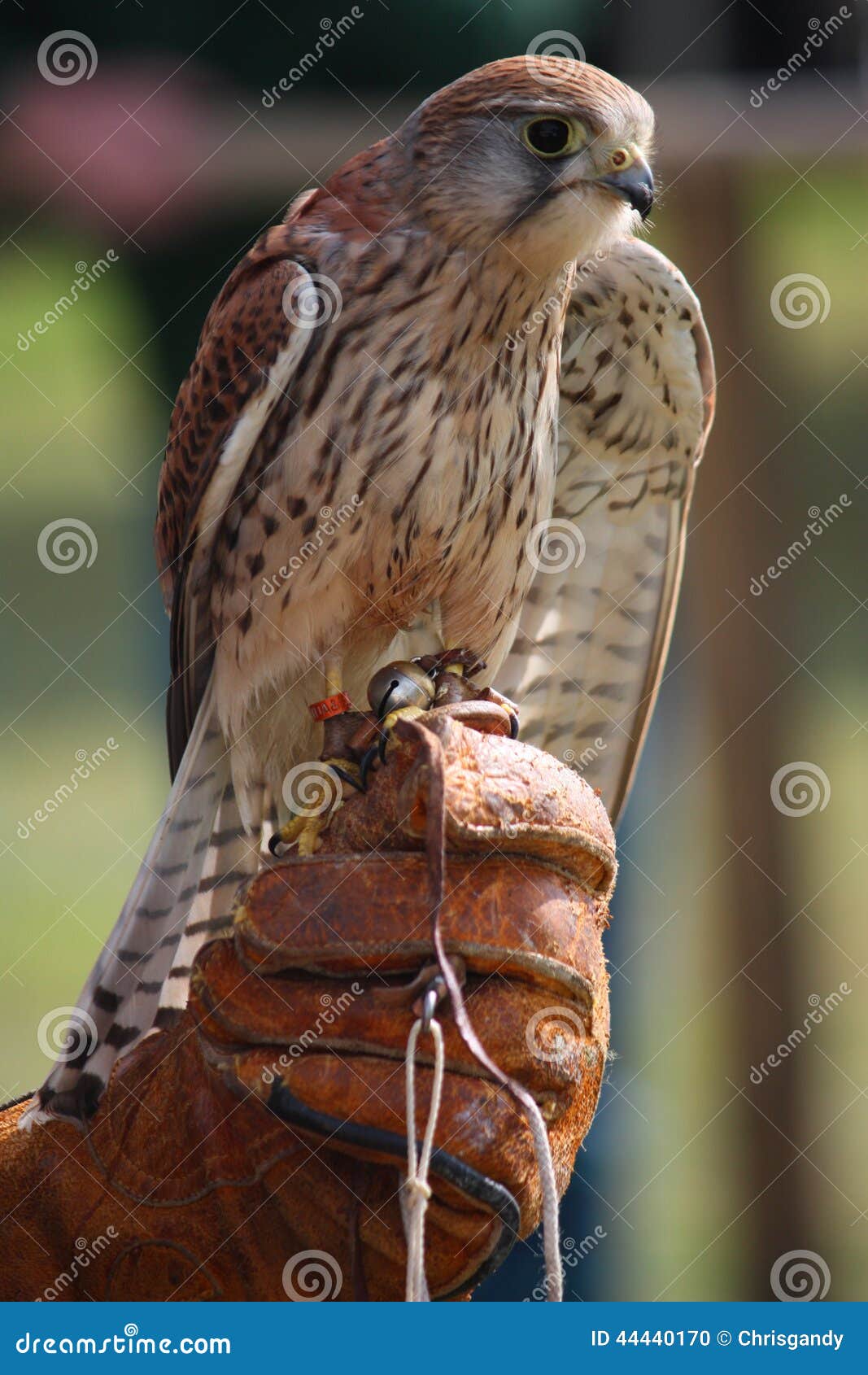 A Beautiful Kestrel Bird Being Held Stock Photo - Image of endangered ...