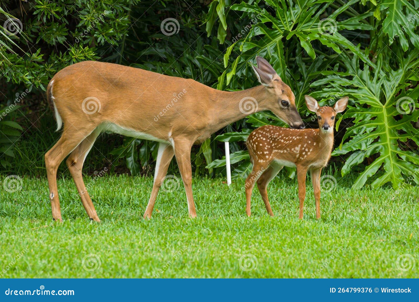 Beautiful Key Deer with Its Baby on the Grass Stock Photo - Image of ...