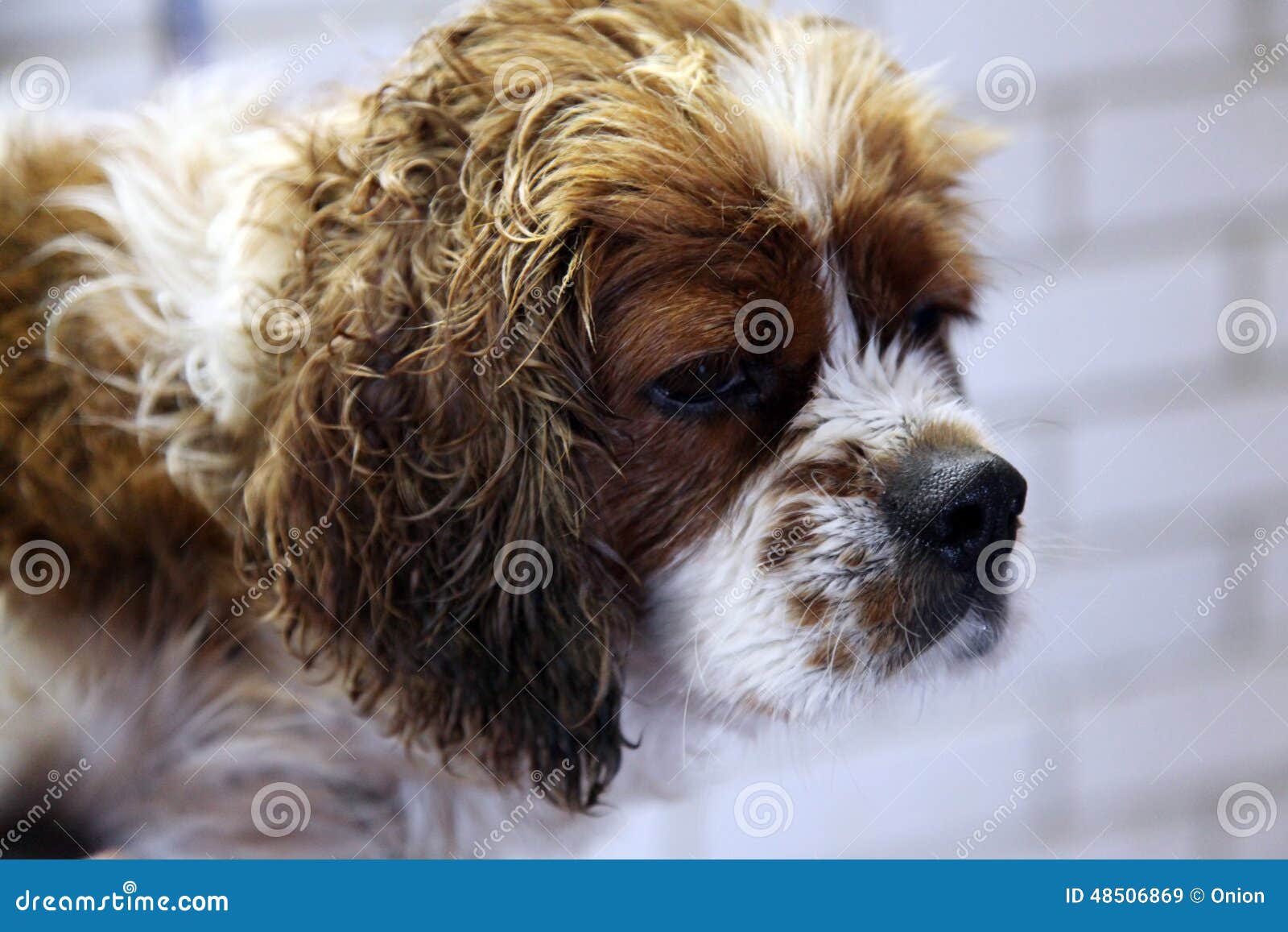 Beautiful King Charles Cavalier Stock Image - Image of front, groomed ...