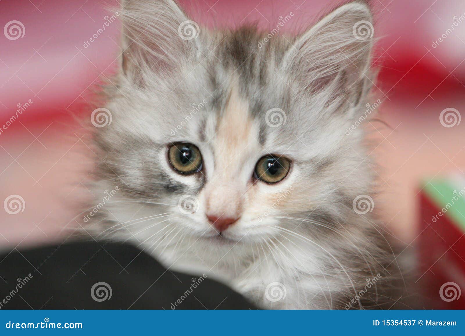 Beautiful kitten stock image. Image of hair, pretty, domestic - 15354537