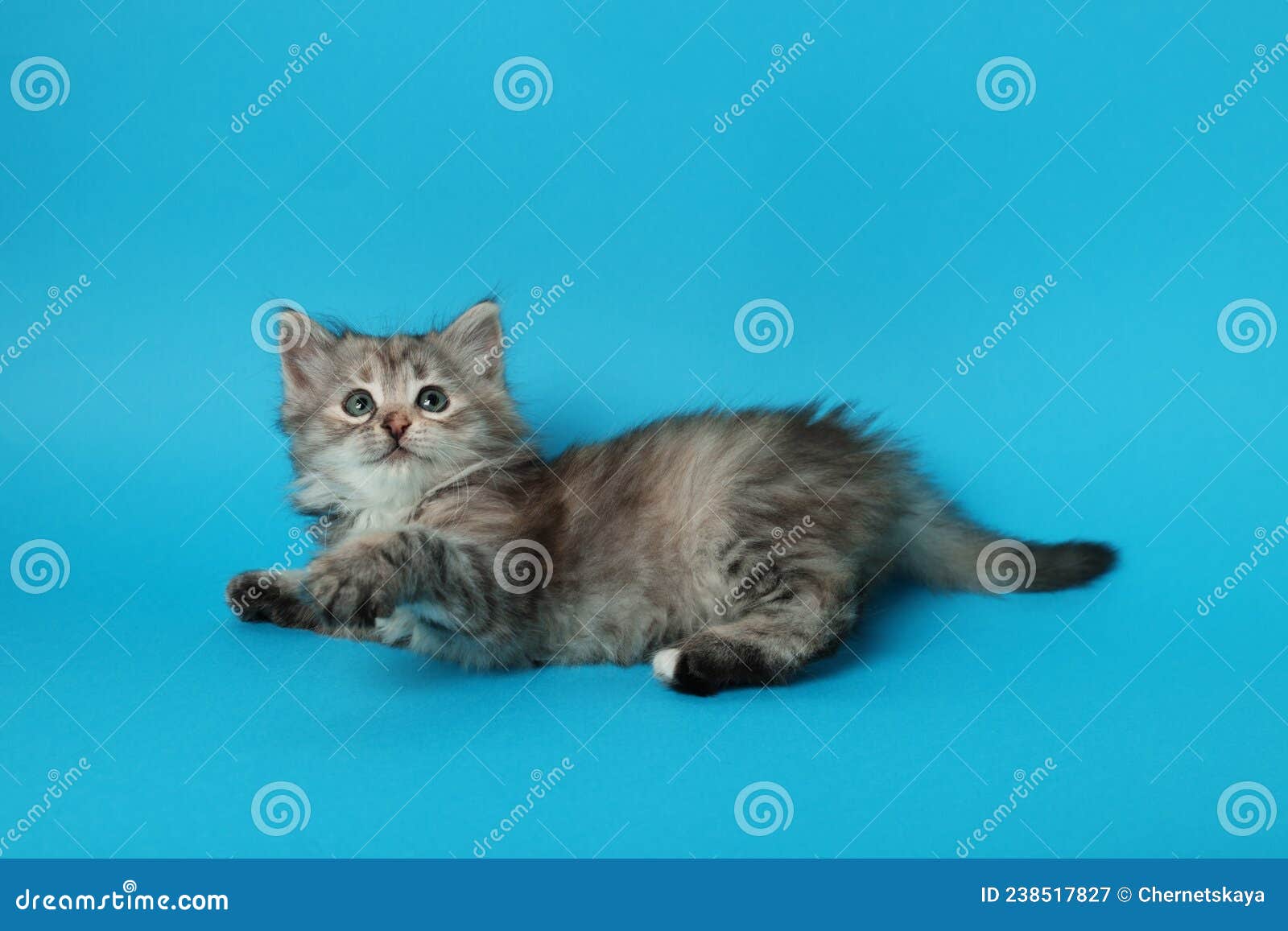 Beautiful Kitten on Light Blue Background. Cute Pet Stock Image - Image ...